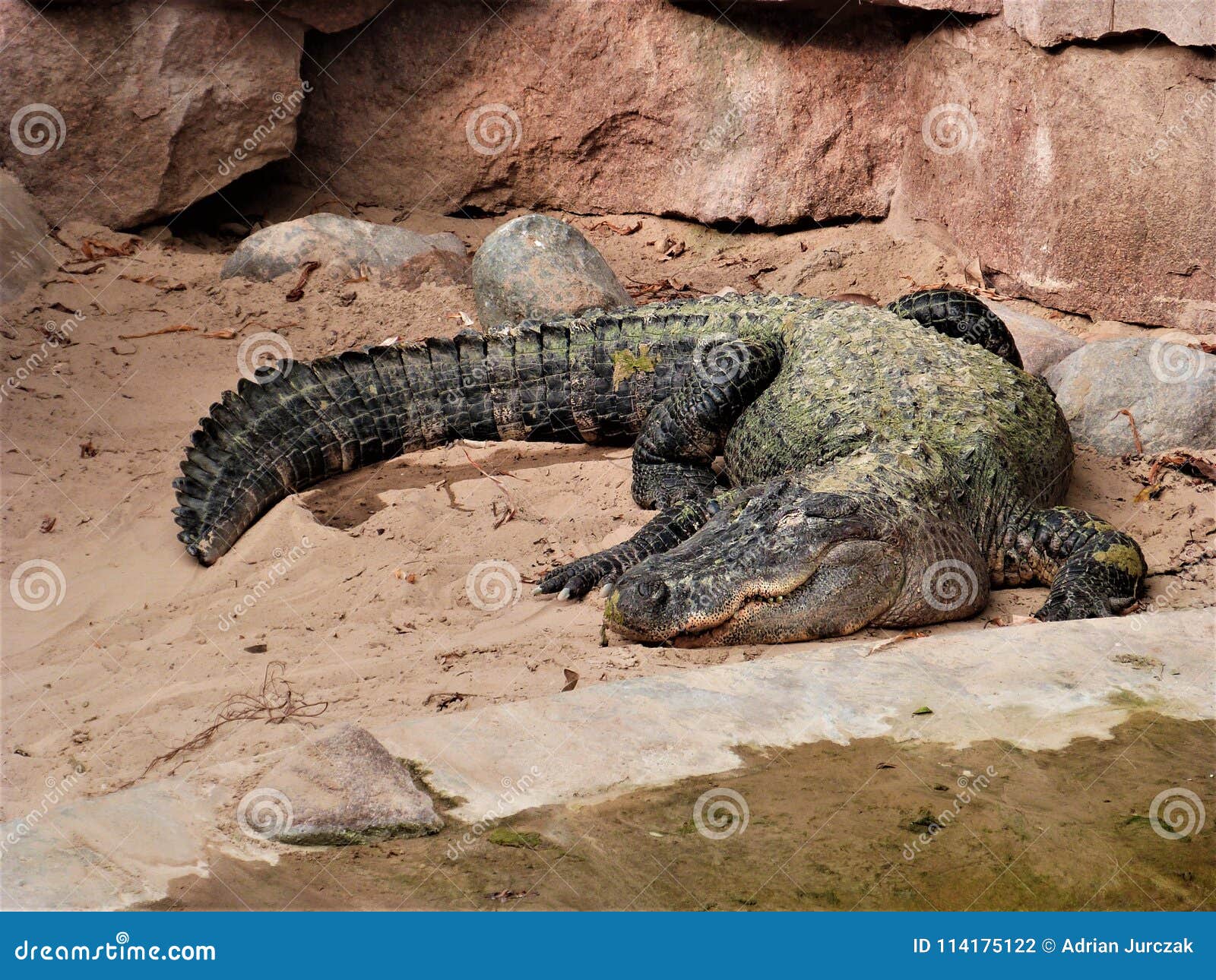 Alligator Lying on the Sand Stock Photo - Image of alligator, reptile ...