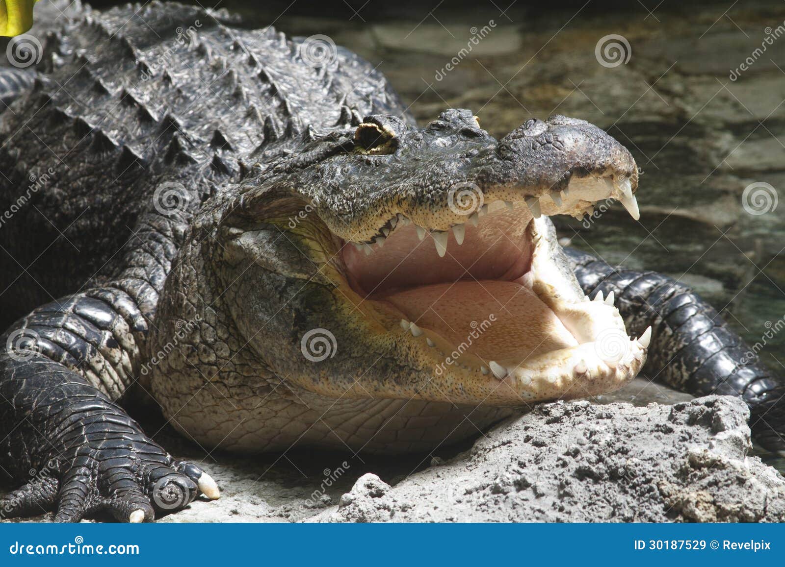 Alligator Smile stock image. Image of smile, defending - 30187529