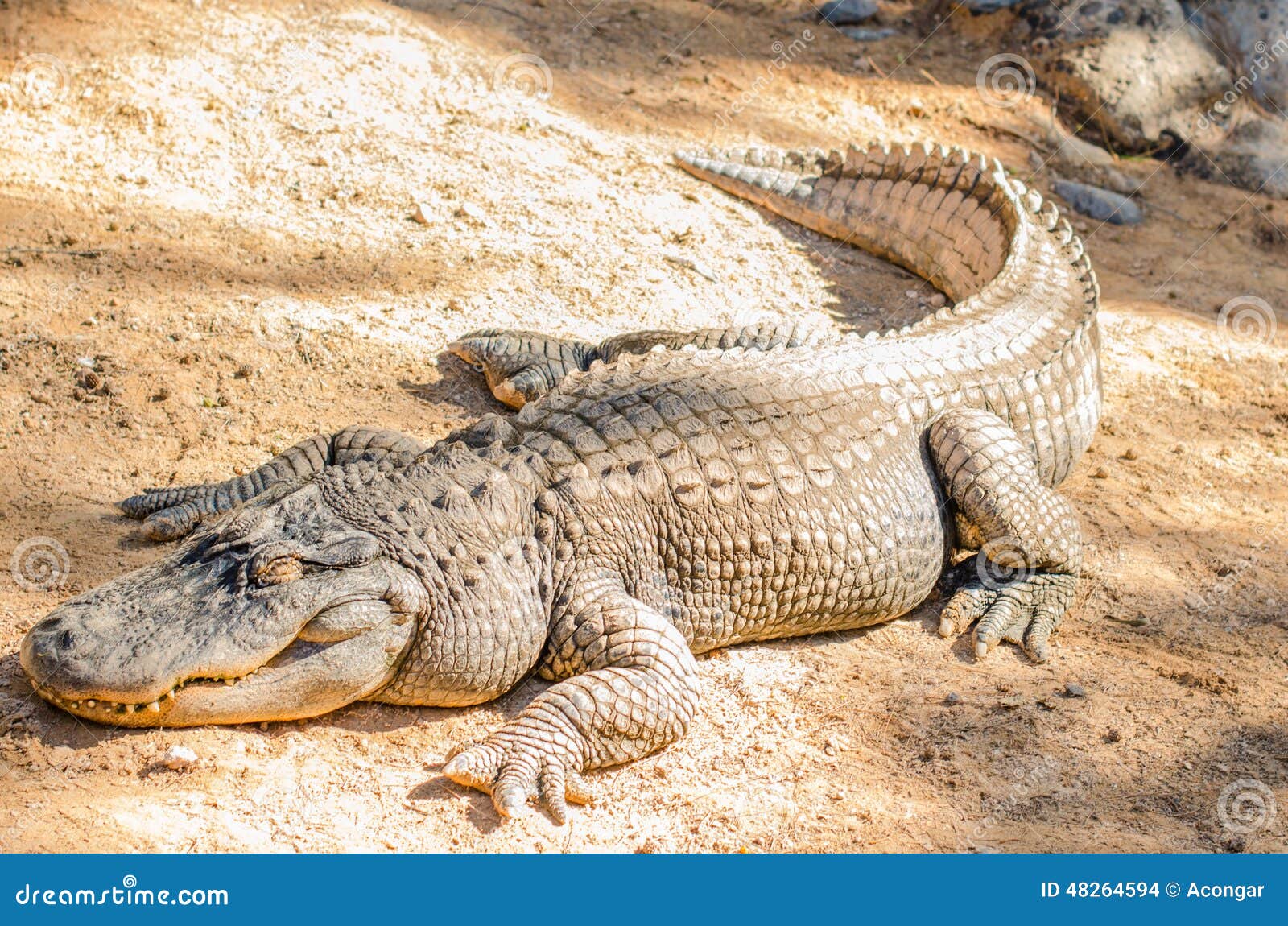 Alligator lying in the sun stock photo. Image of alligator - 48264594