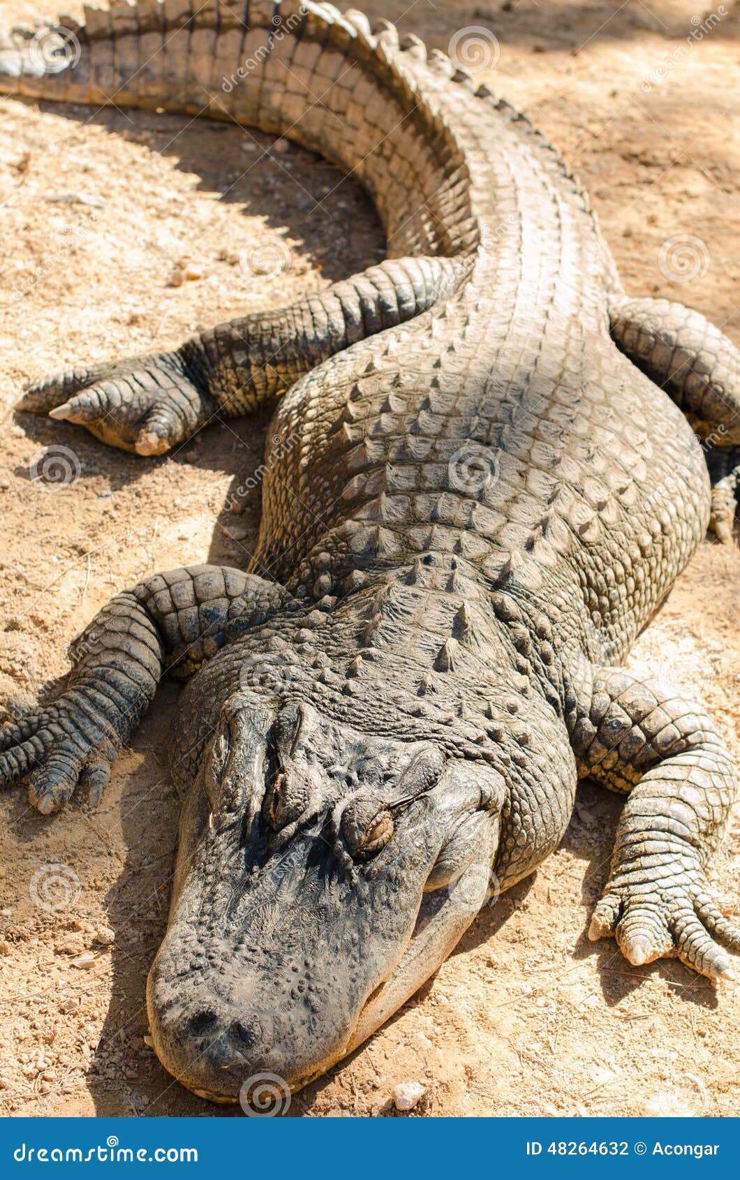 Alligator lying in the sun stock photo. Image of alligator - 48264632