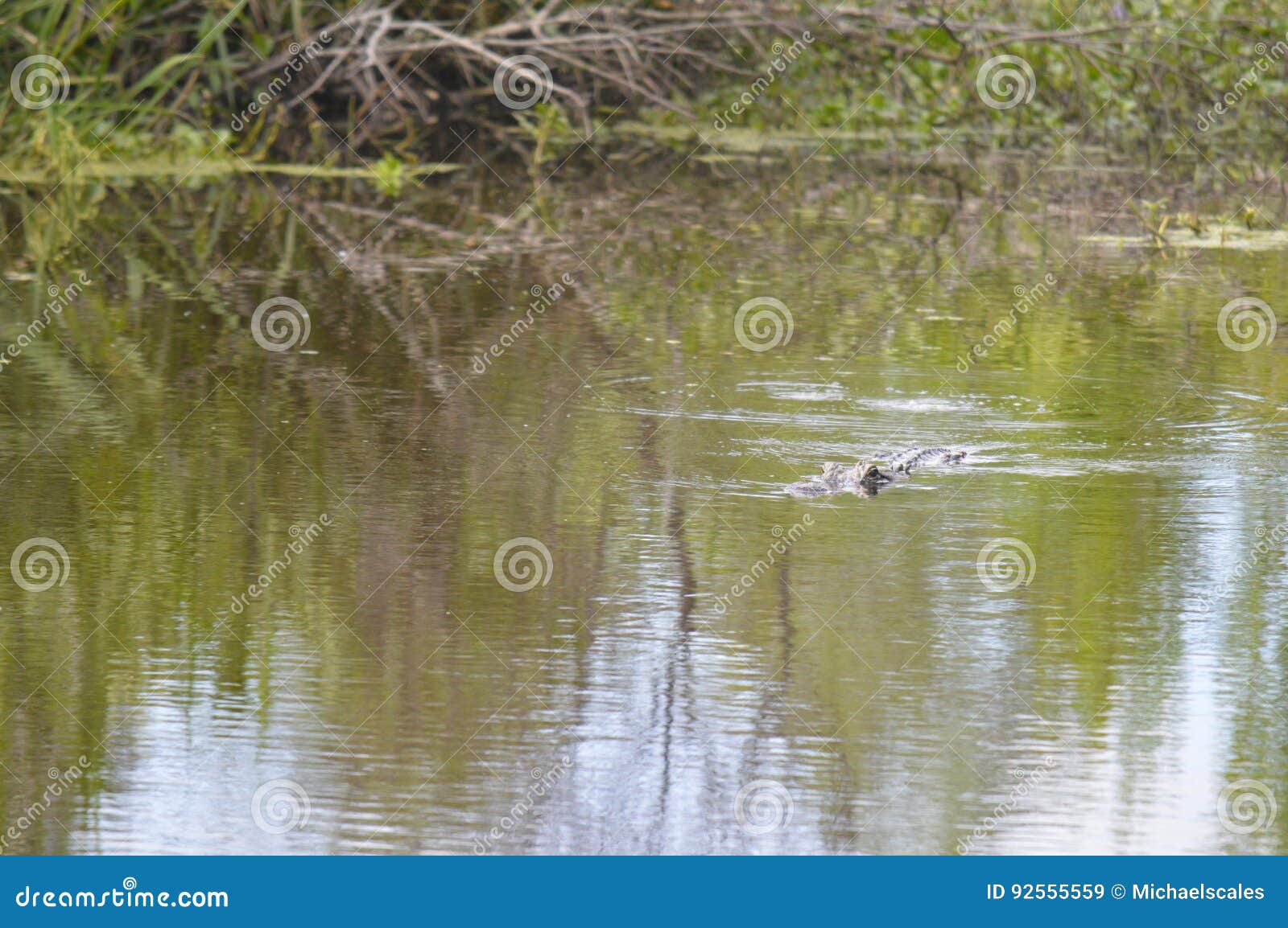 Alligator in the marsh stock image. Image of marsh, america - 92555559