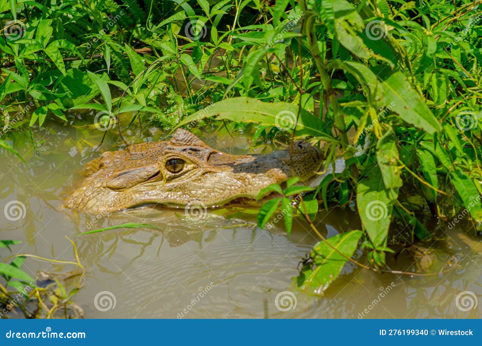 Alligator in the Marsh Surrounded by Lush Vegetation. Stock Photo ...