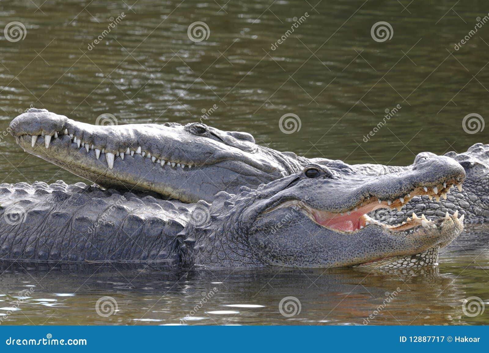 Alligator Mississippiensis, American Alligator Stock Image - Image of ...
