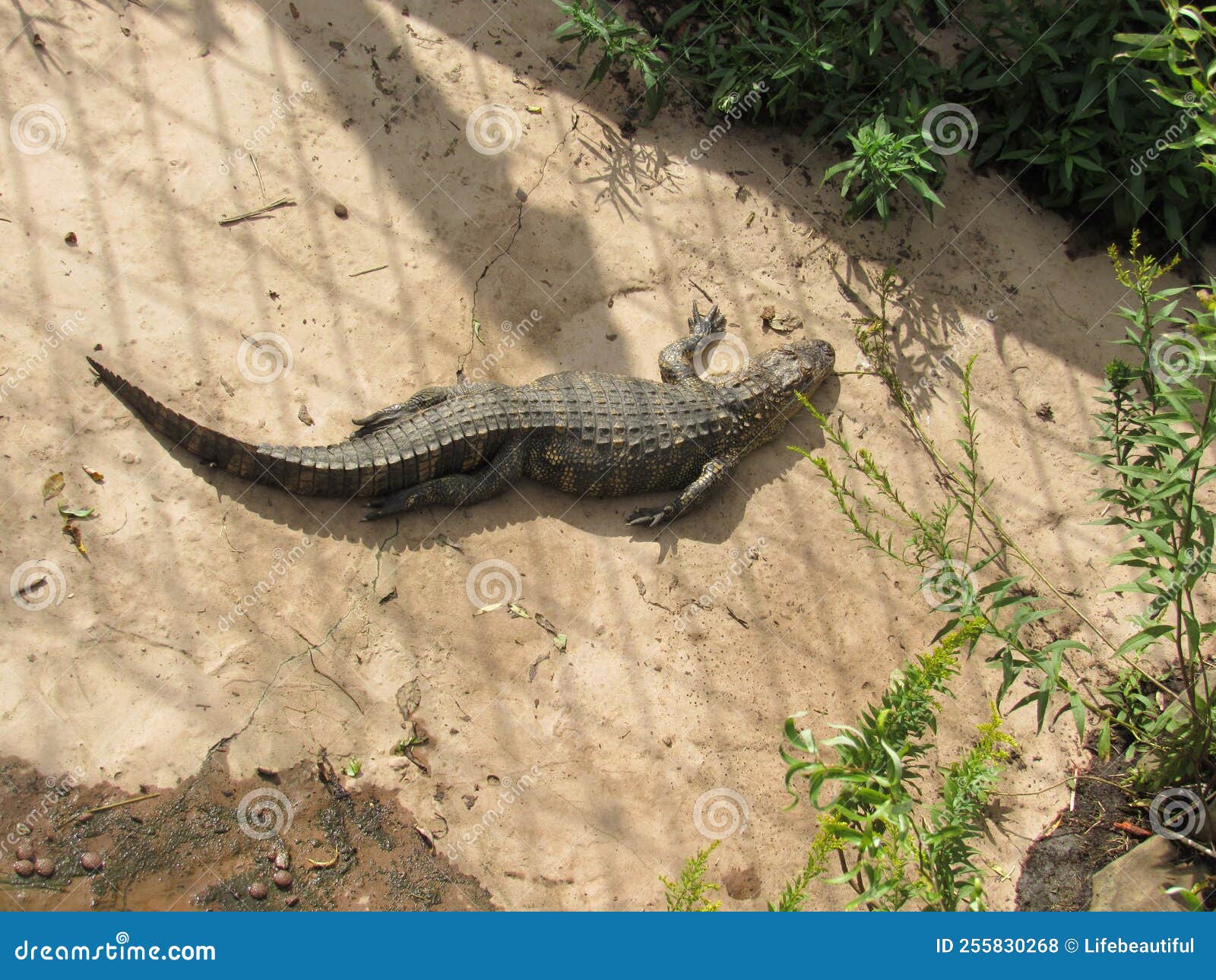 Alligator slithers stock photo. Image of toad, soil - 255830268