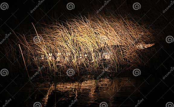 Alligator at Night stock image. Image of wildlife, raining - 15604037