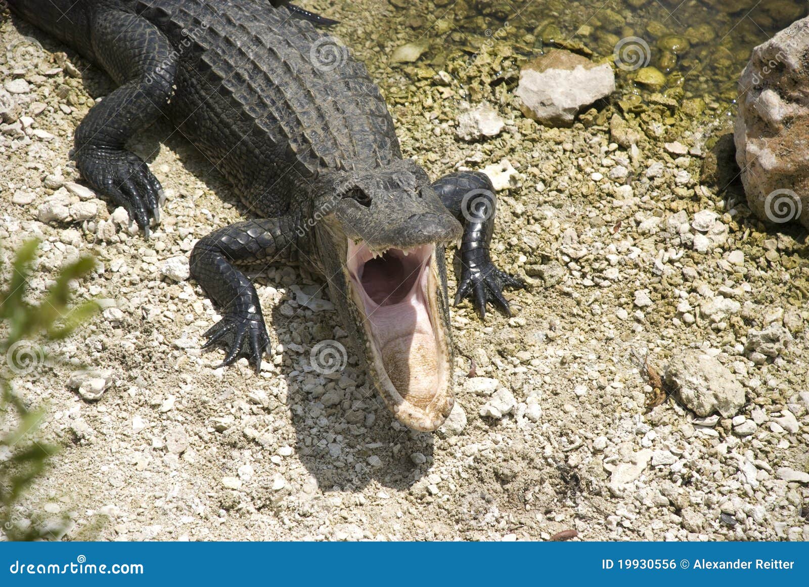Alligator with open mouth stock photo. Image of everglades - 19930556