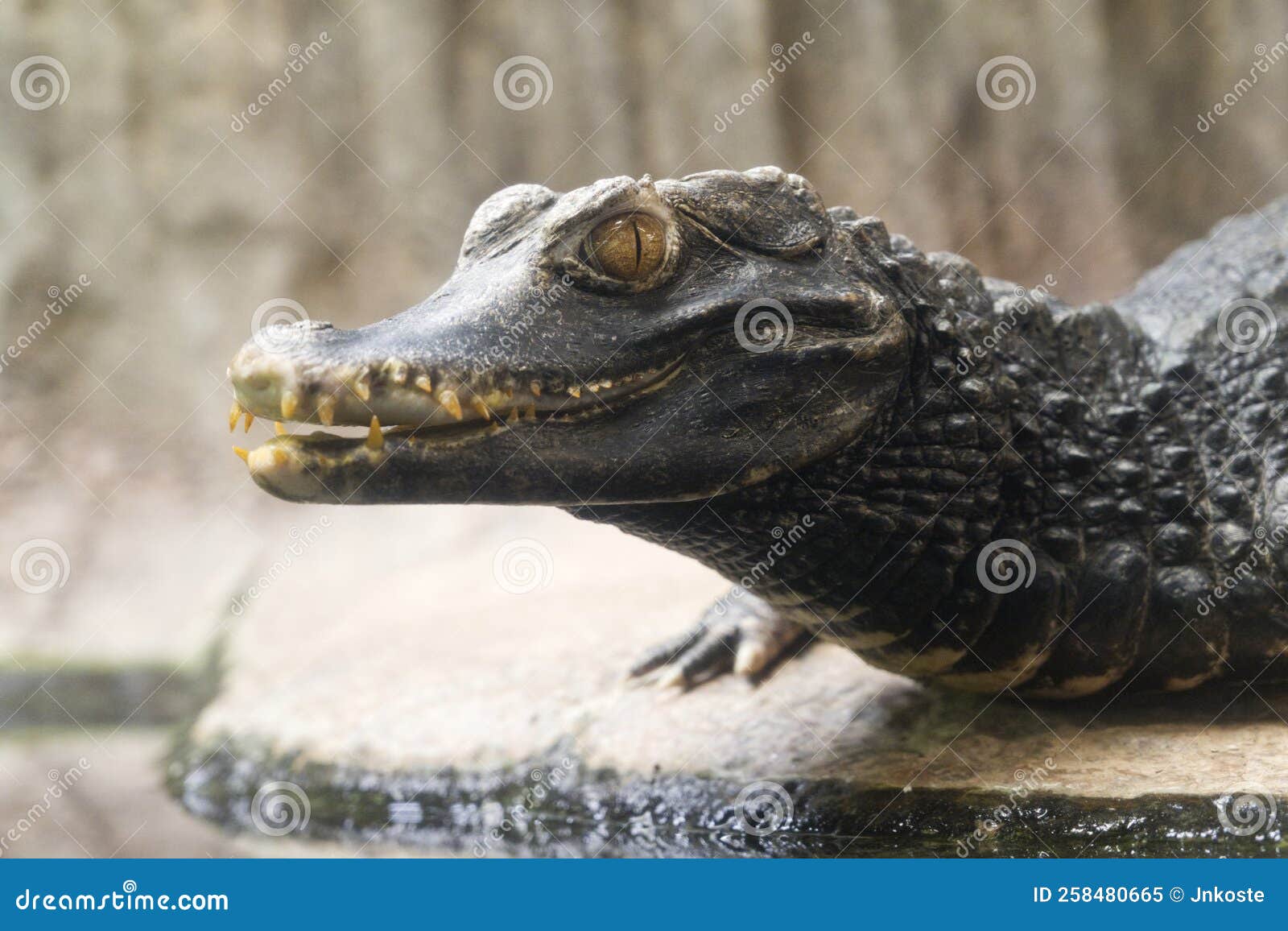 Alligator with Open Mouth Sitting Menacingly Stock Image - Image of ...