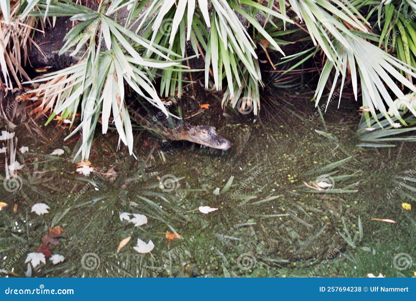 Alligator in Orlando, Florida Stock Photo - Image of wildlife, forest ...