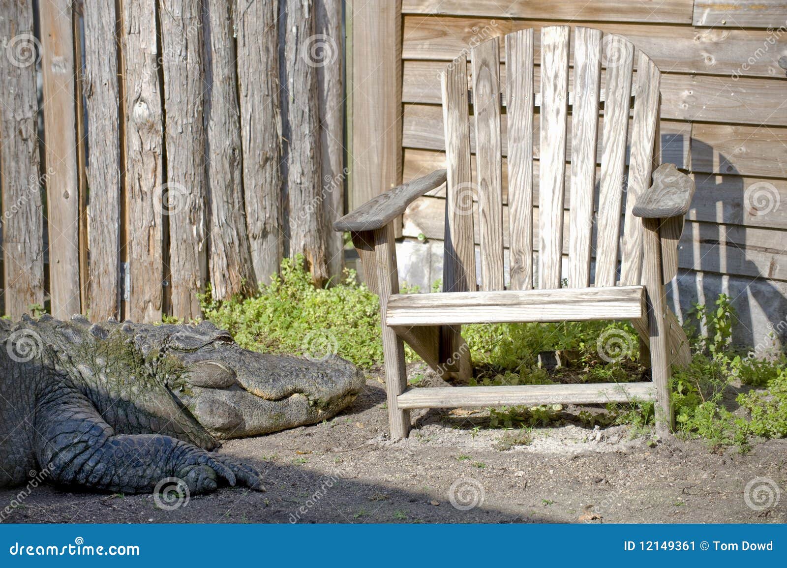 Alligator outside home stock image. Image of lurking - 12149361