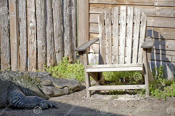 Alligator outside home stock image. Image of lurking - 12149361