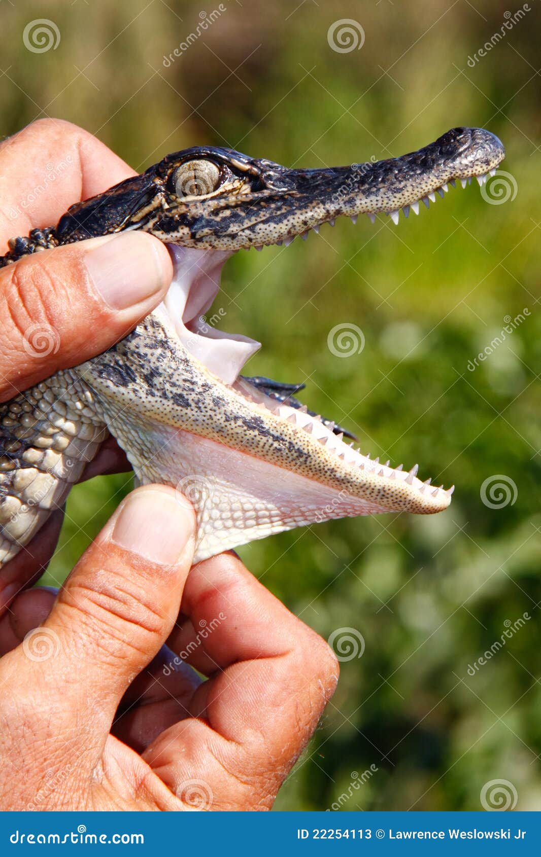 Alligator - Palatal Valve Picture. Image: 22254113