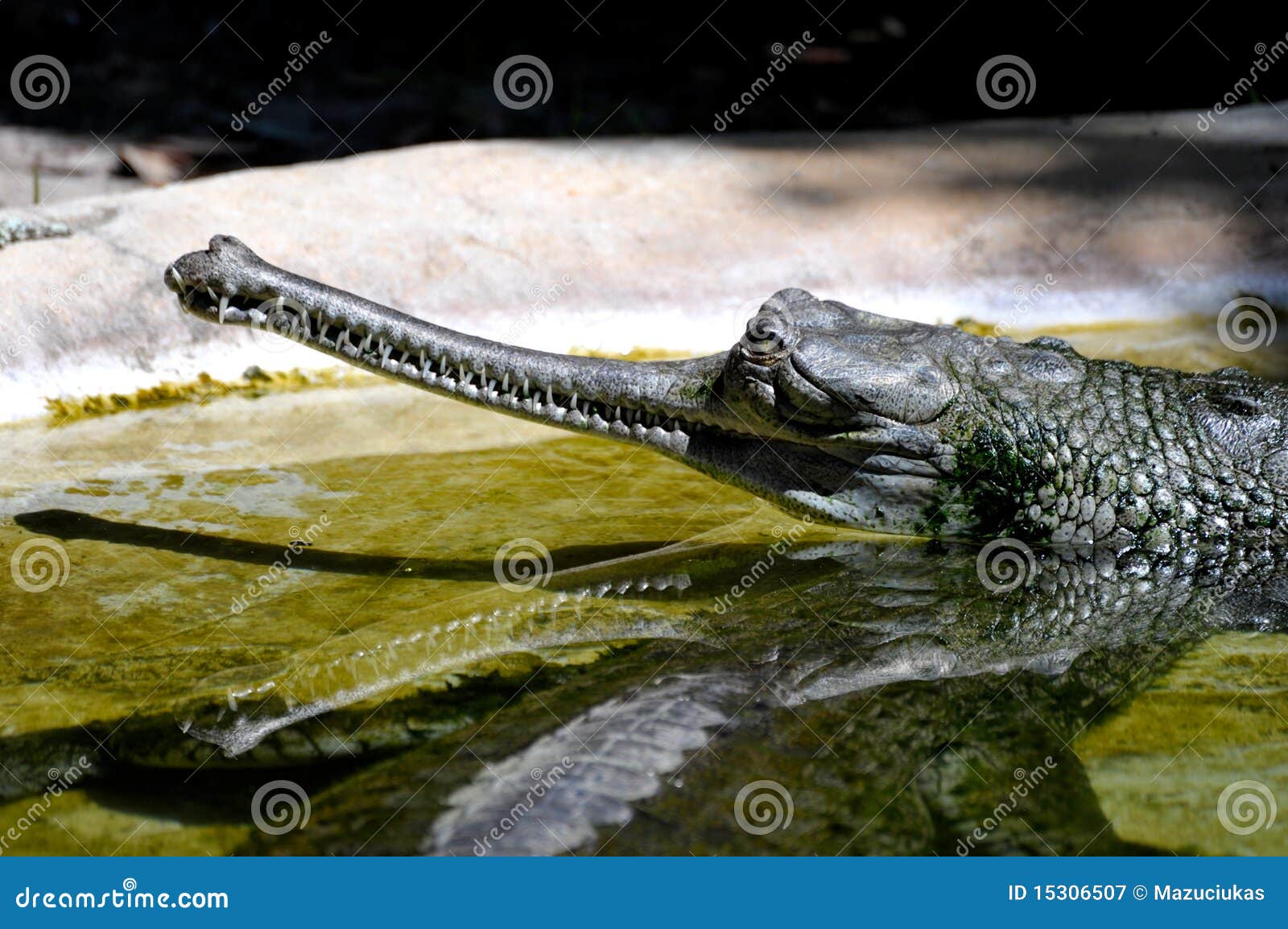 Alligator park stock image. Image of park, mirror, florida - 15306507