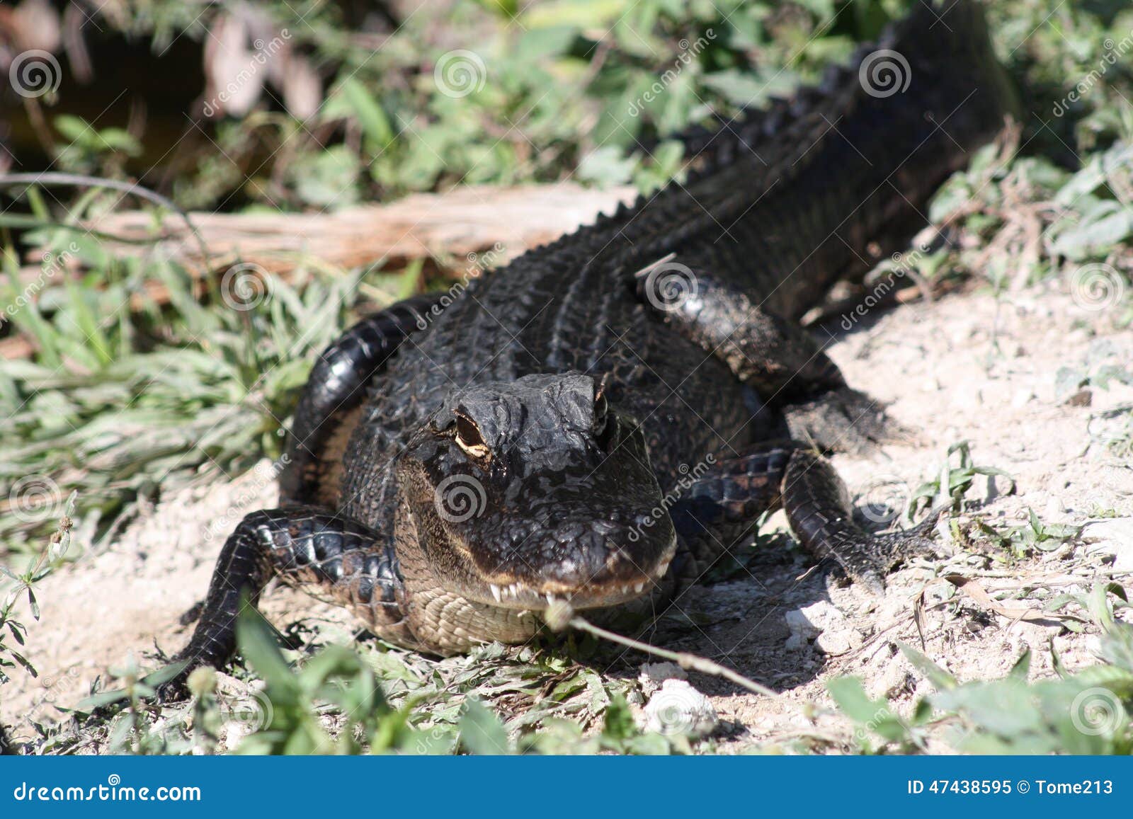 Alligator stock image. Image of animal, american, alligator - 47438595