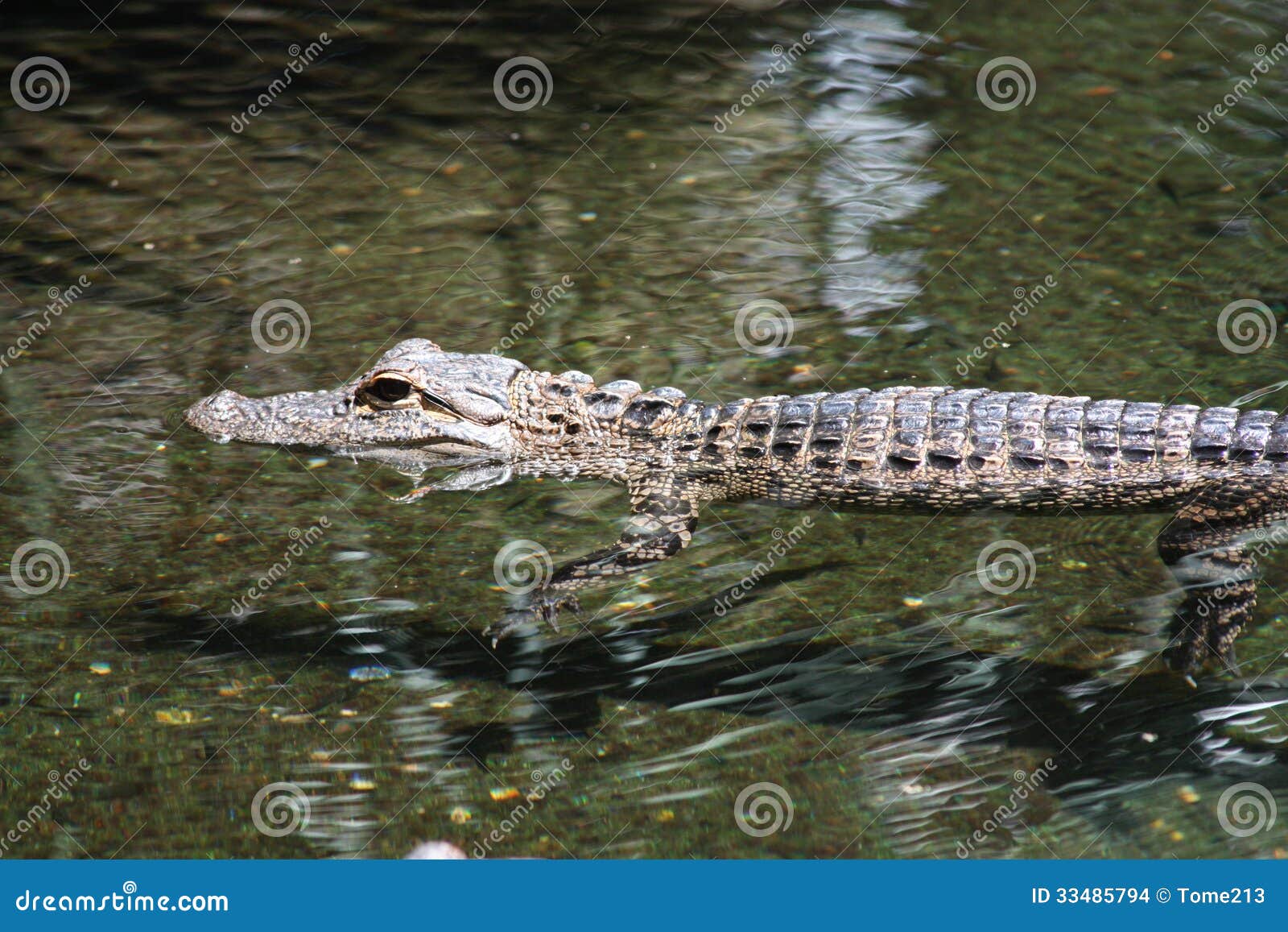 Alligator stock photo. Image of predator, nature, wild - 33485794