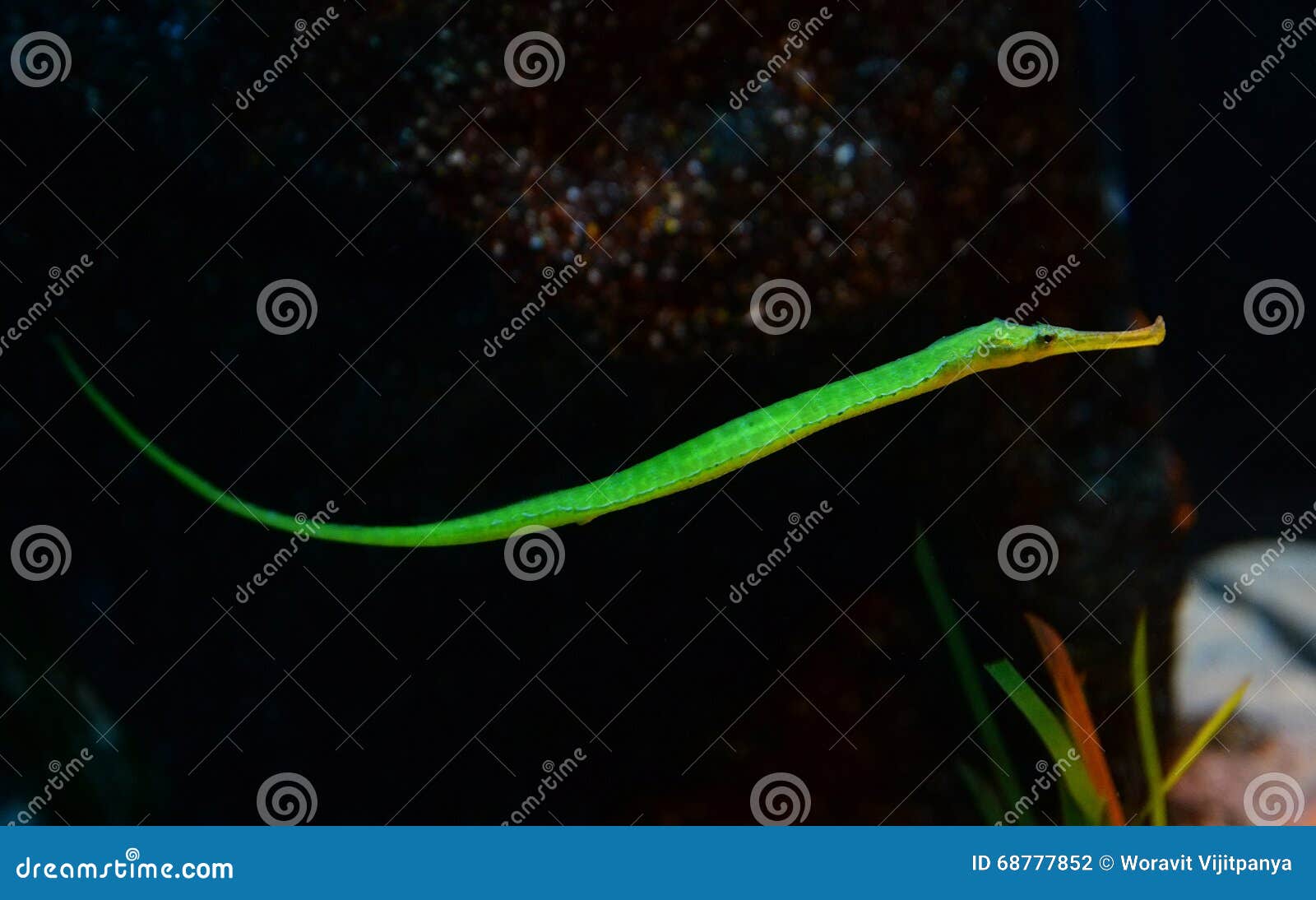 Alligator pipefish stock photo. Image of coral, animals - 68777852