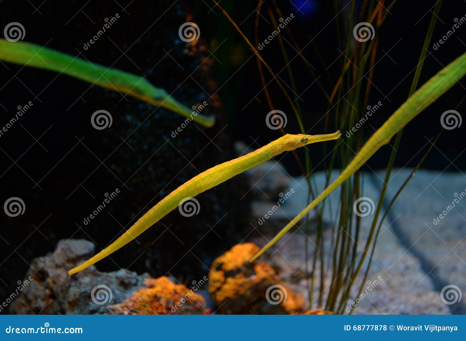 Alligator pipefish stock photo. Image of beauty, life - 68777878