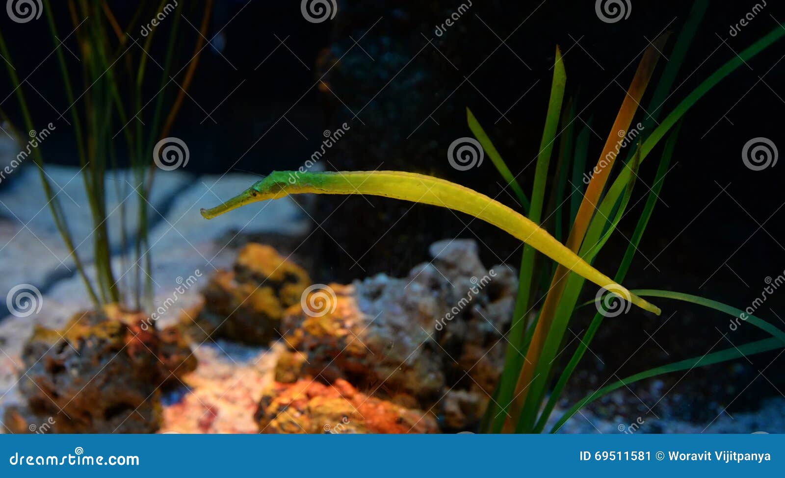 Alligator pipefish stock image. Image of bottom, pipefish - 69511581
