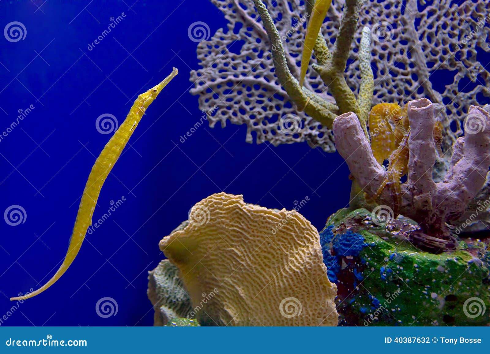 Alligator Pipefish stock photo. Image of yellow, ocean - 40387632