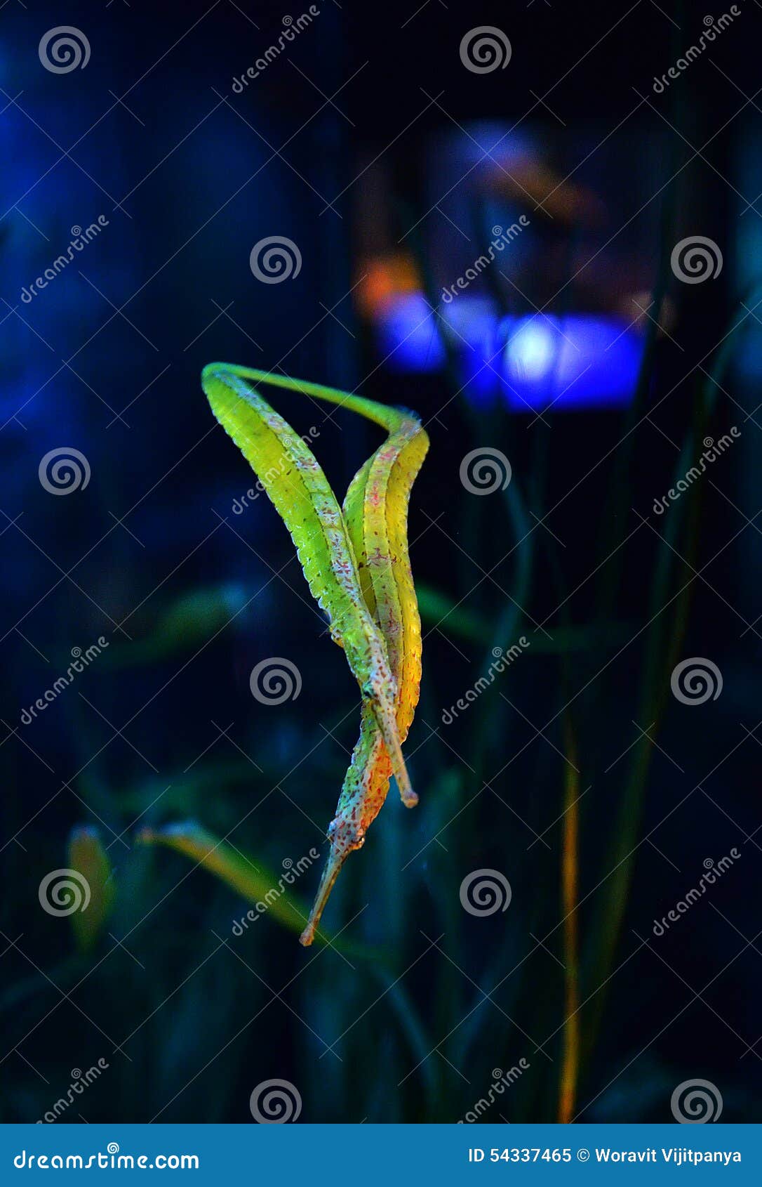 Alligator pipefish stock image. Image of animals, bottom - 54337465