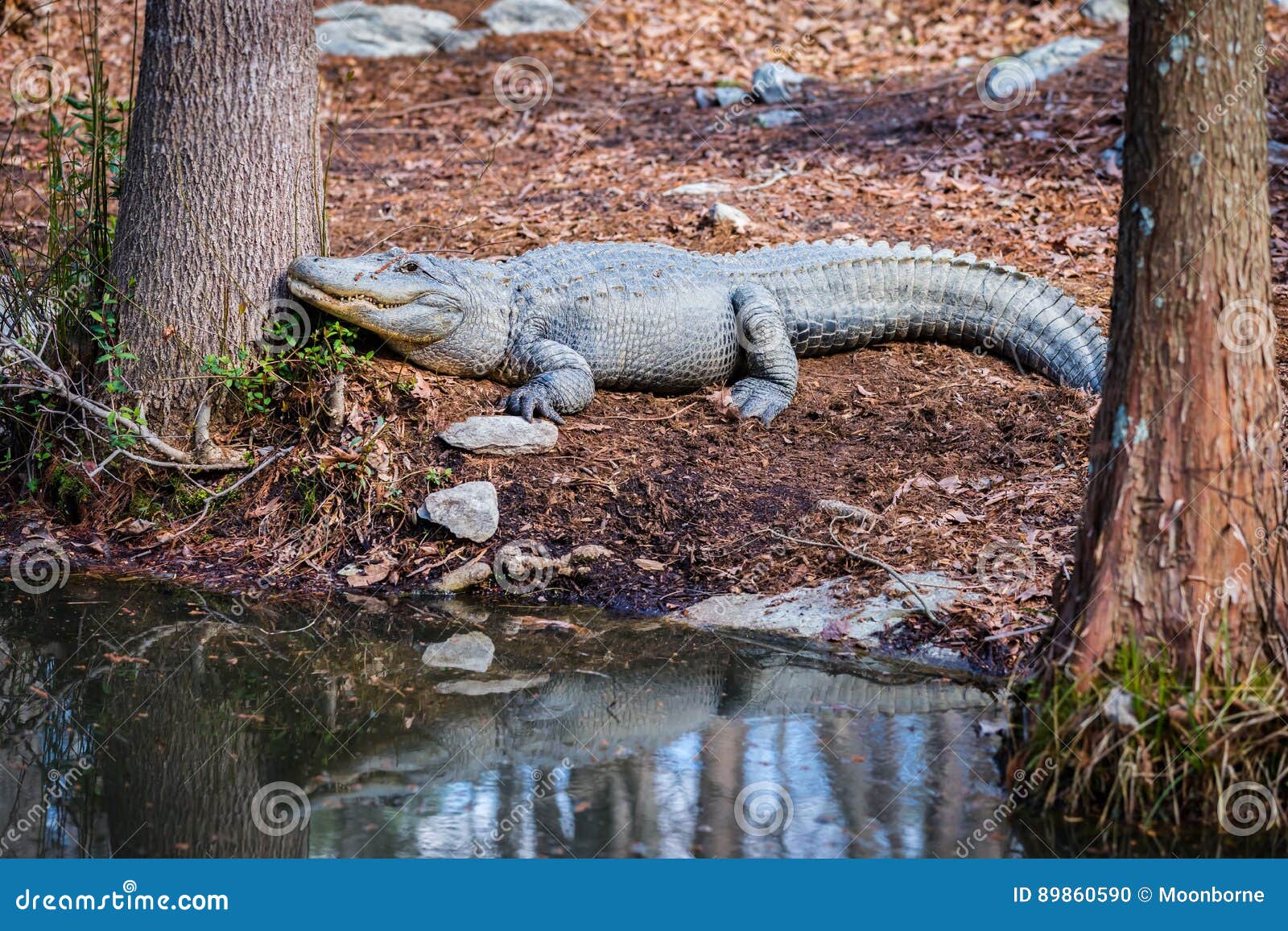 Alligator stock photo. Image of living, animal, alligator - 89860590