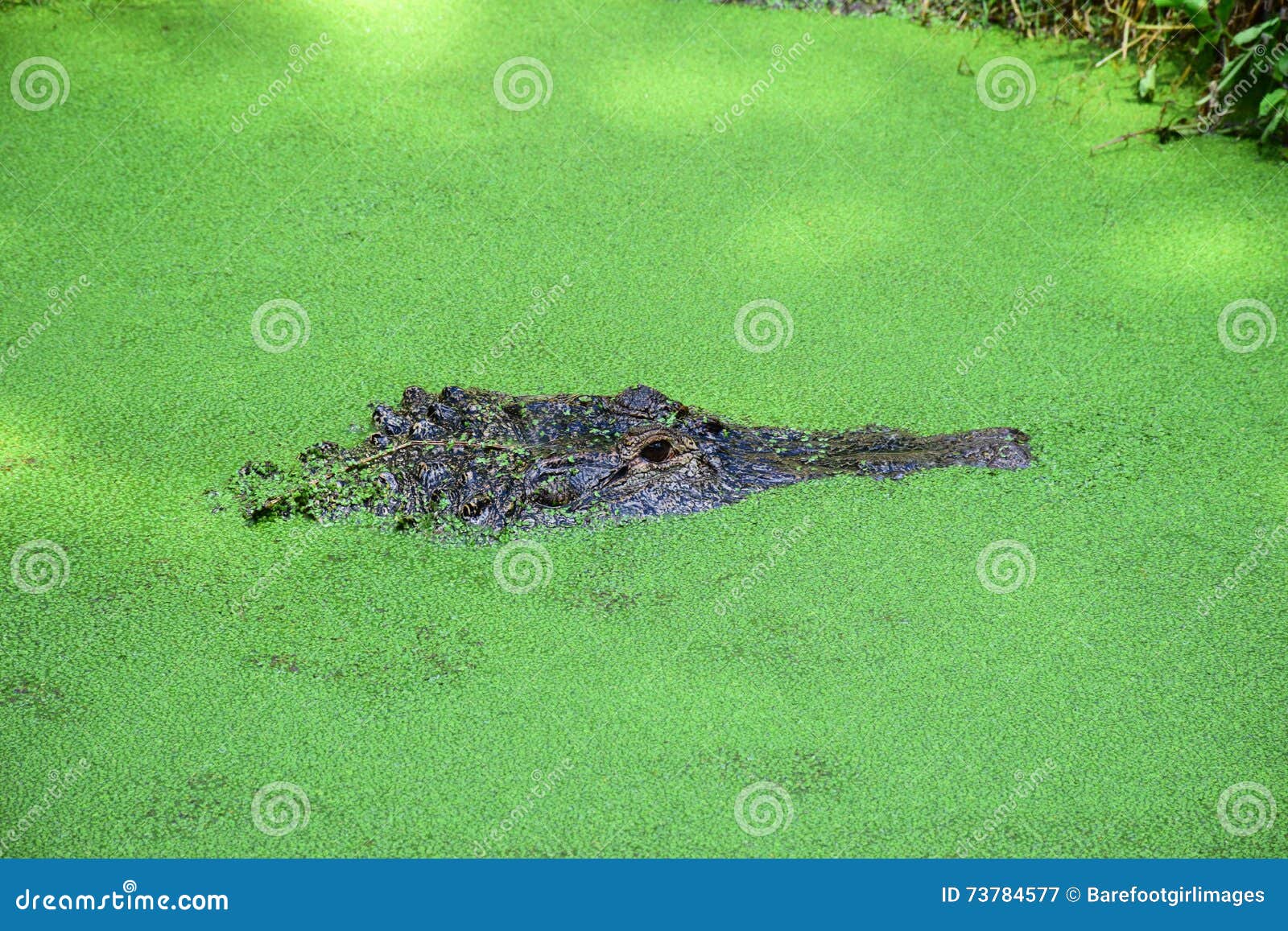 Alligator in Pond Scum stock image. Image of scum, gator - 73784577