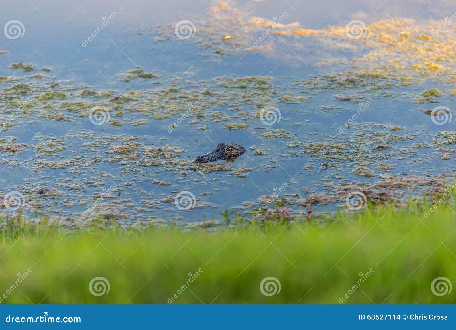 Alligator in a pond stock photo. Image of nose, aligator - 63527114