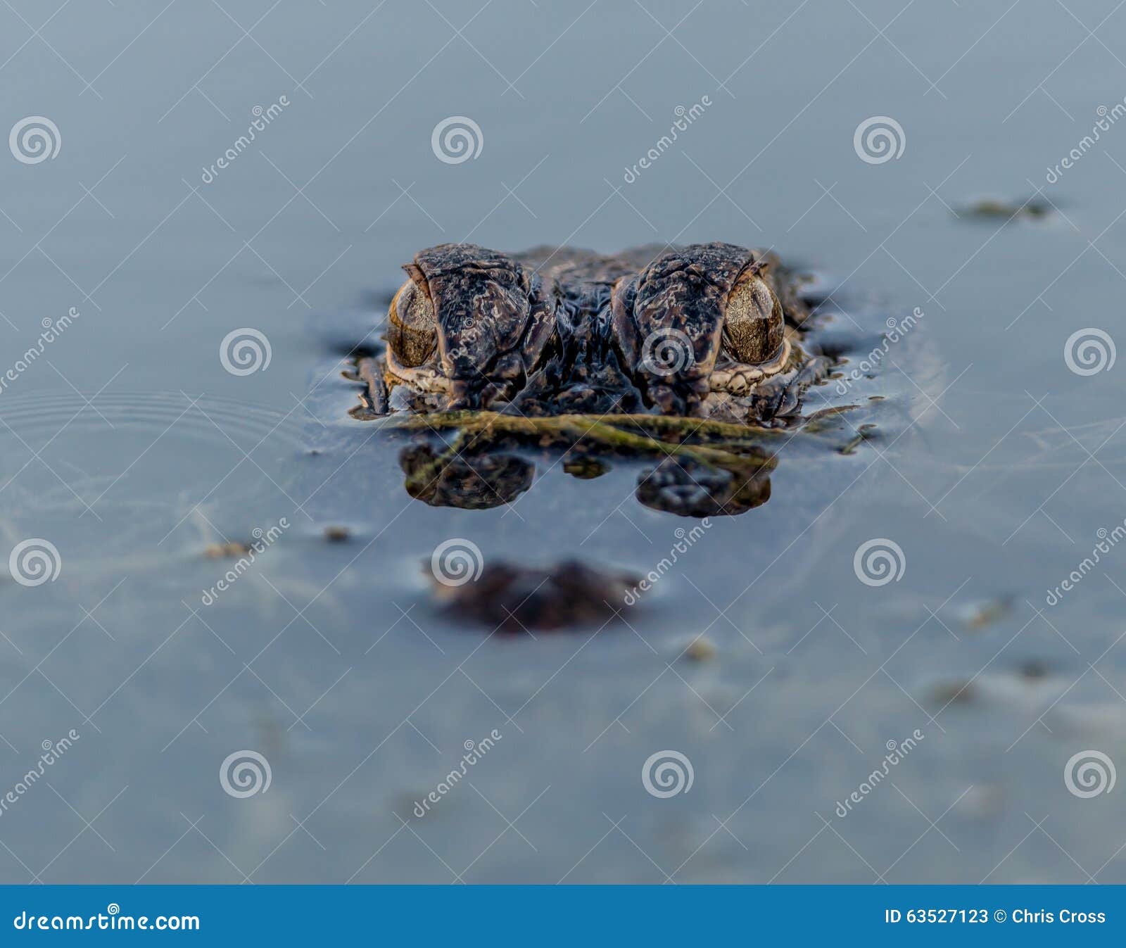 Alligator in a pond stock image. Image of black, reptile - 63527123