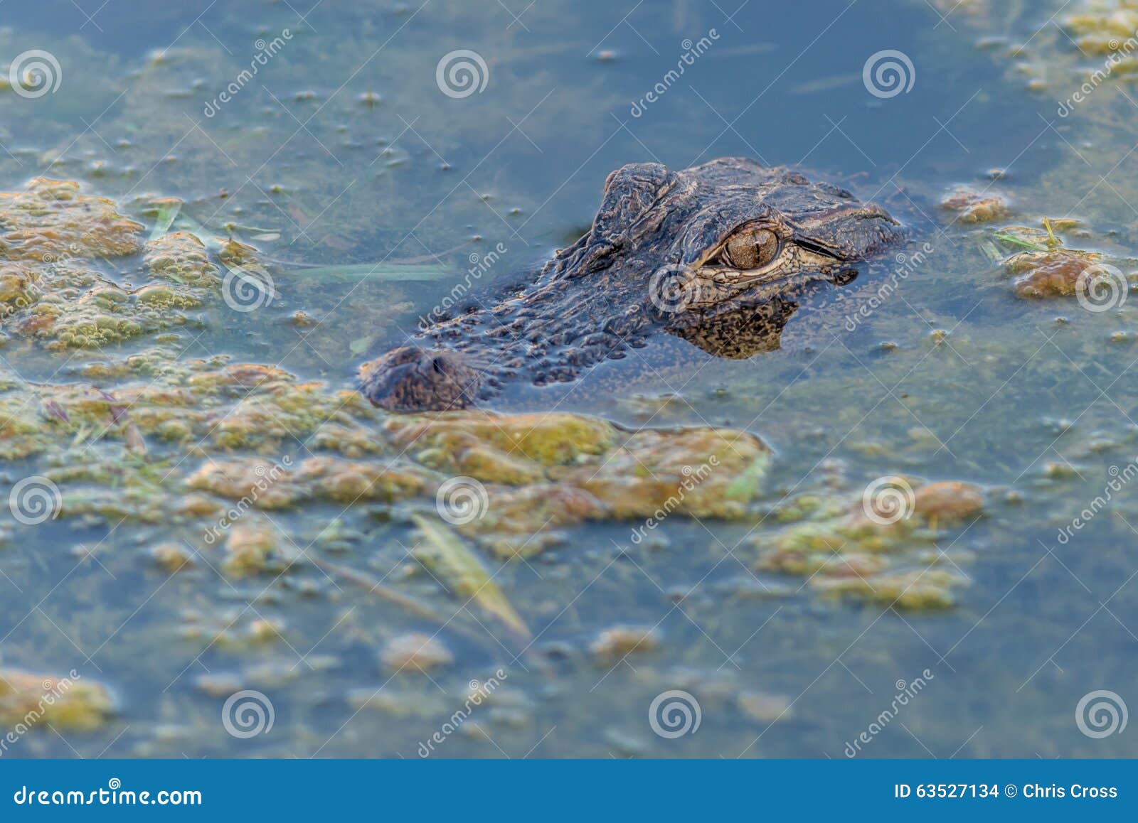 Alligator in a pond stock photo. Image of nose, head - 63527134