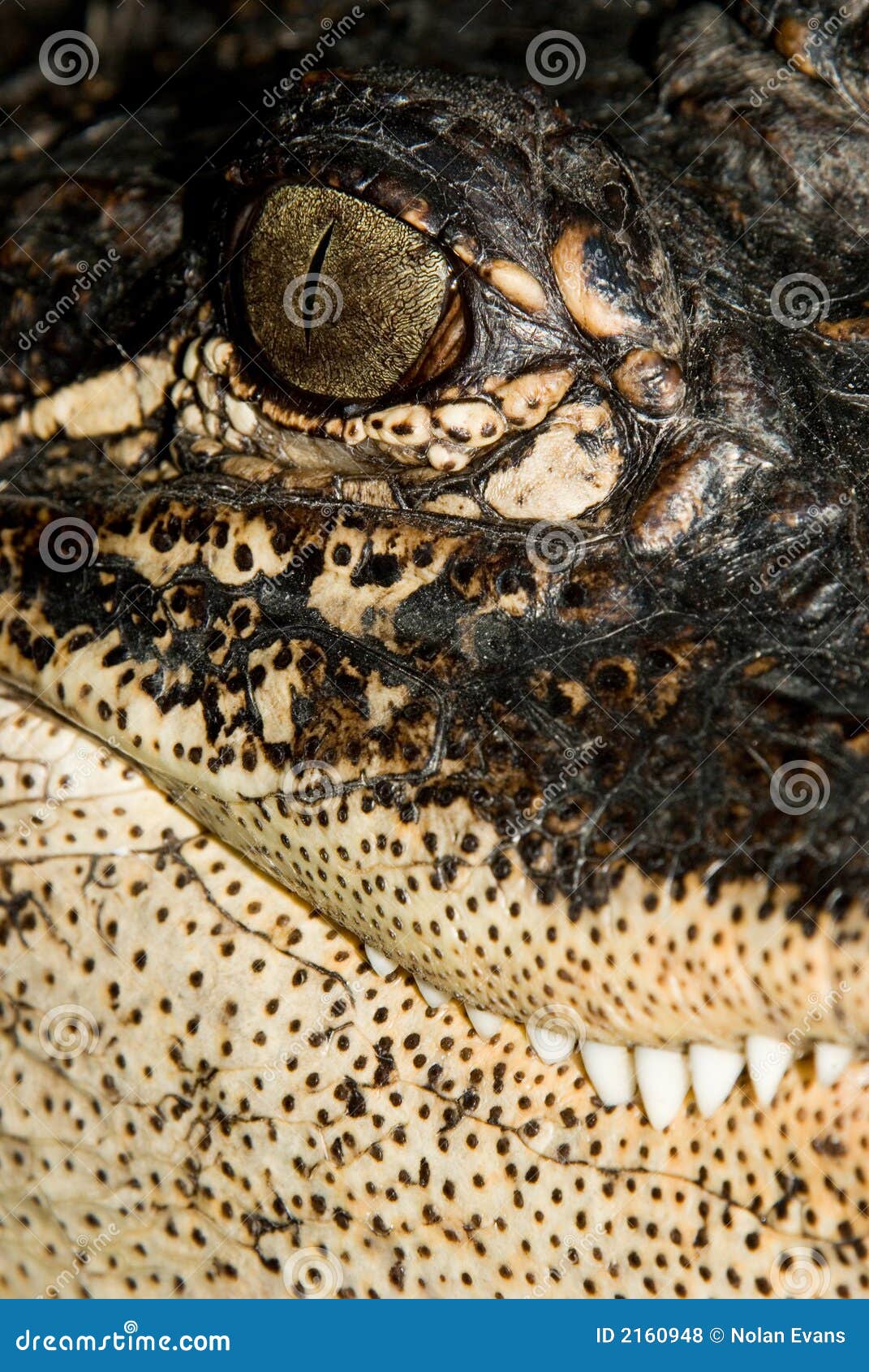 Alligator Portrait #2 stock photo. Image of ready, lake - 2160948