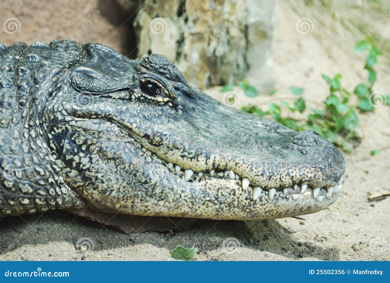 Alligator Portrait stock photo. Image of closeup, strength - 25502356