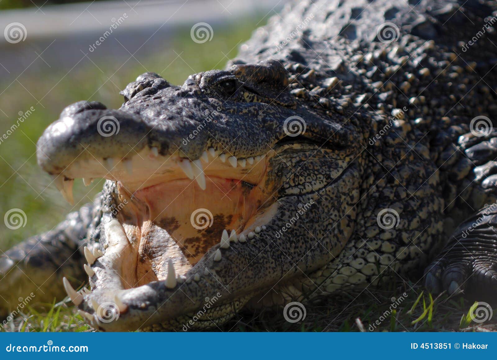 Alligator portrait stock image. Image of huge, pray, hunting - 4513851