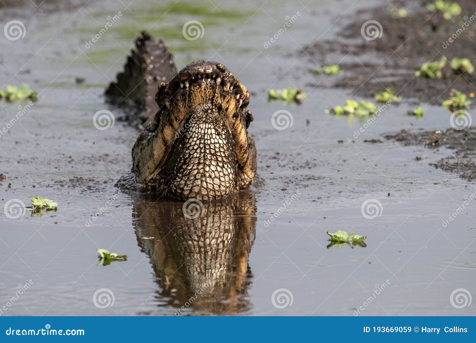 An Alligator Portrait stock image. Image of clip, blue - 193669059
