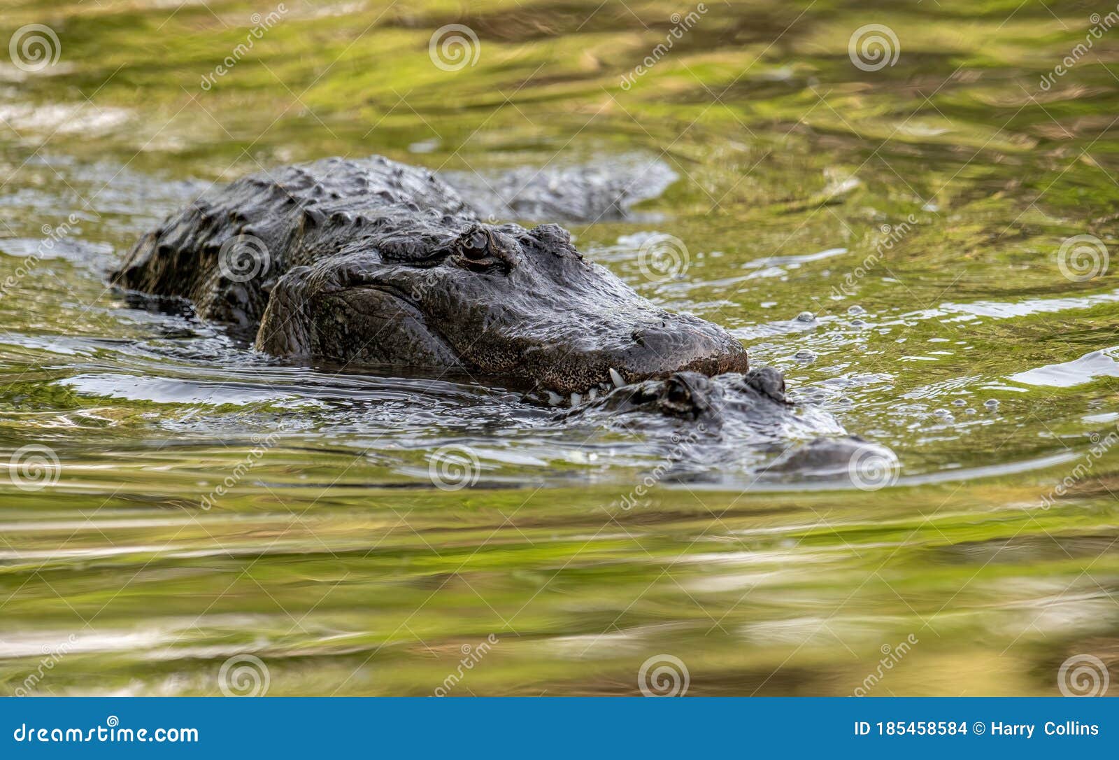 An Alligator Portrait stock photo. Image of great, gray - 185458584
