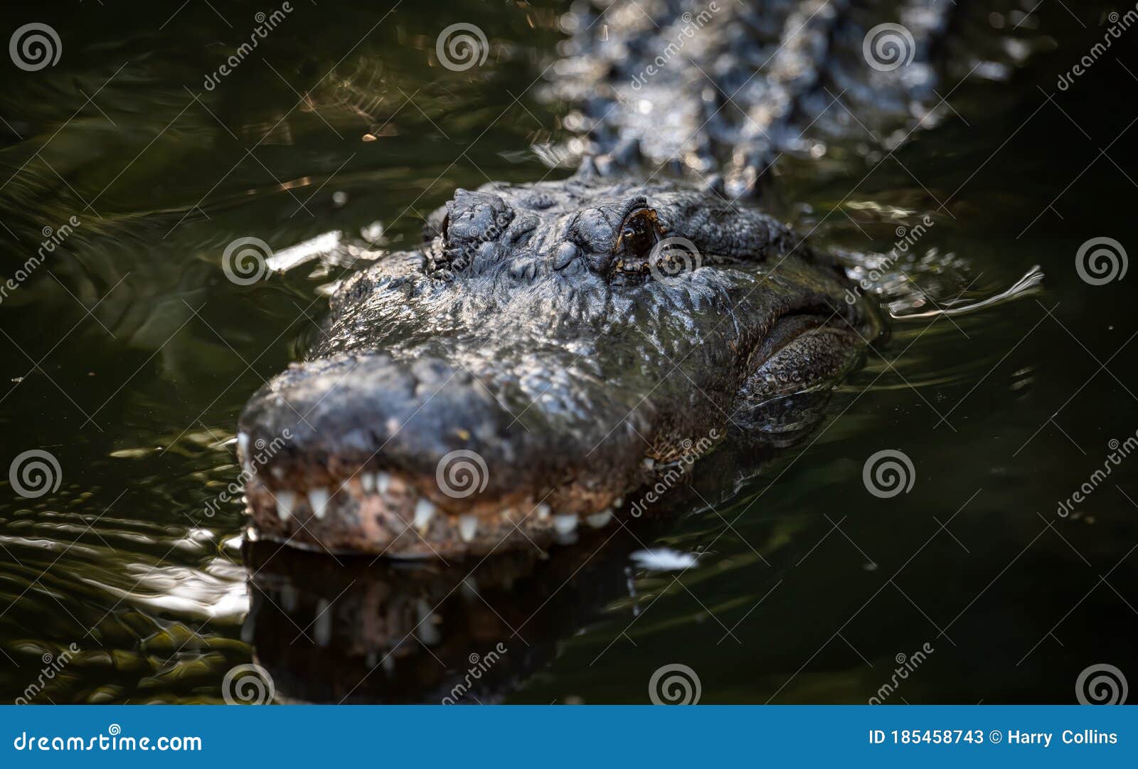 An Alligator Portrait stock image. Image of great, autumn - 185458743