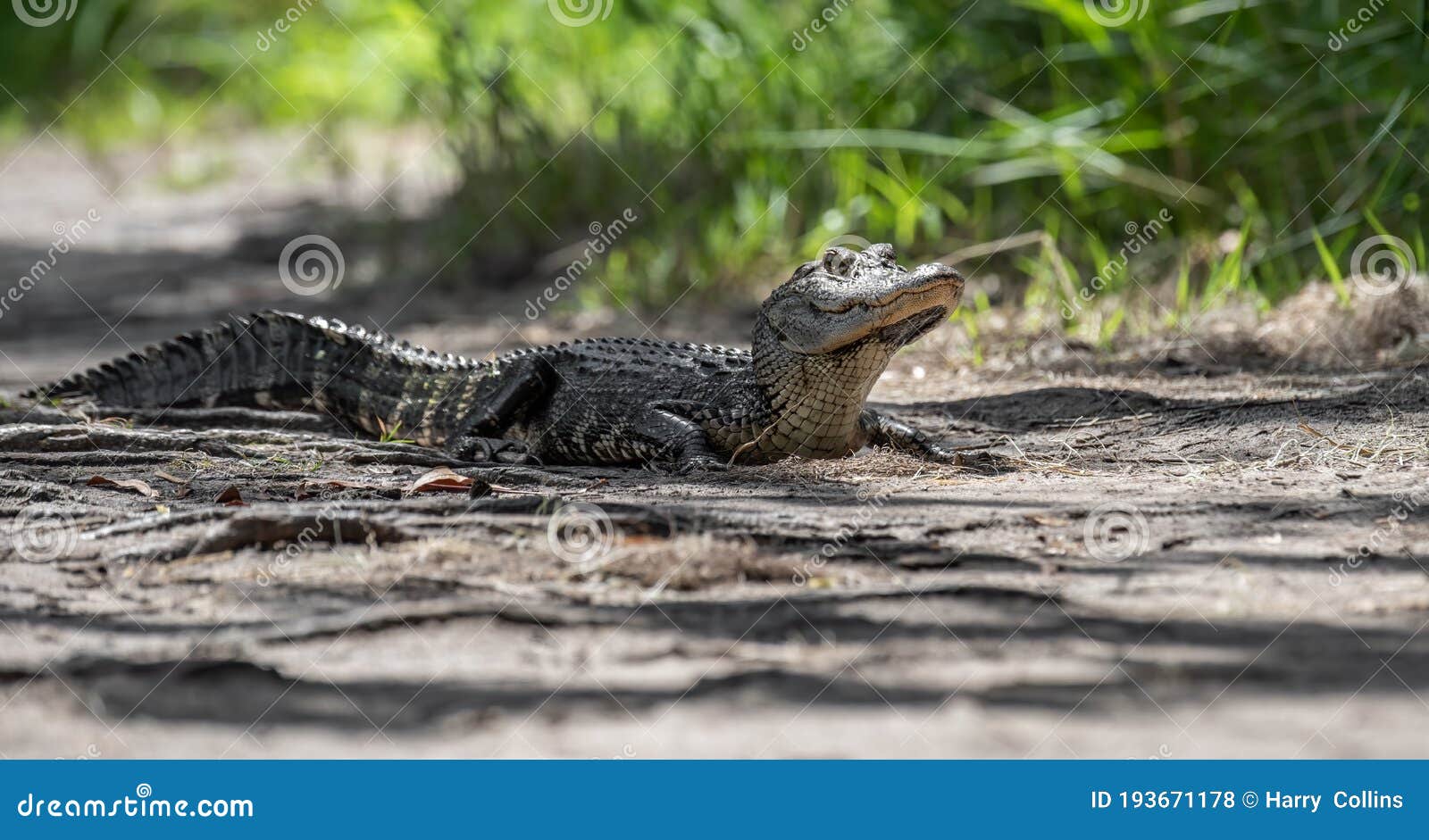 An Alligator Portrait stock photo. Image of adventure - 193671178