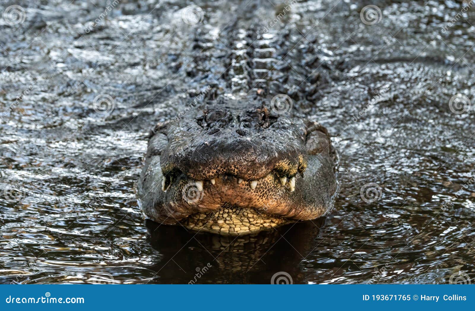 An Alligator Portrait stock image. Image of baltimore - 193671765