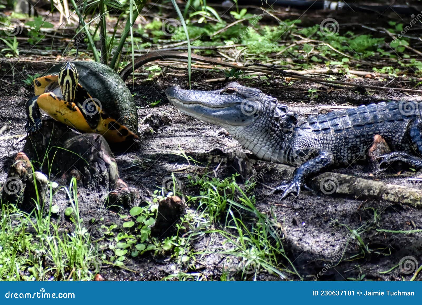 Alligator and Turtle in the Swamp Stock Image - Image of iguana ...