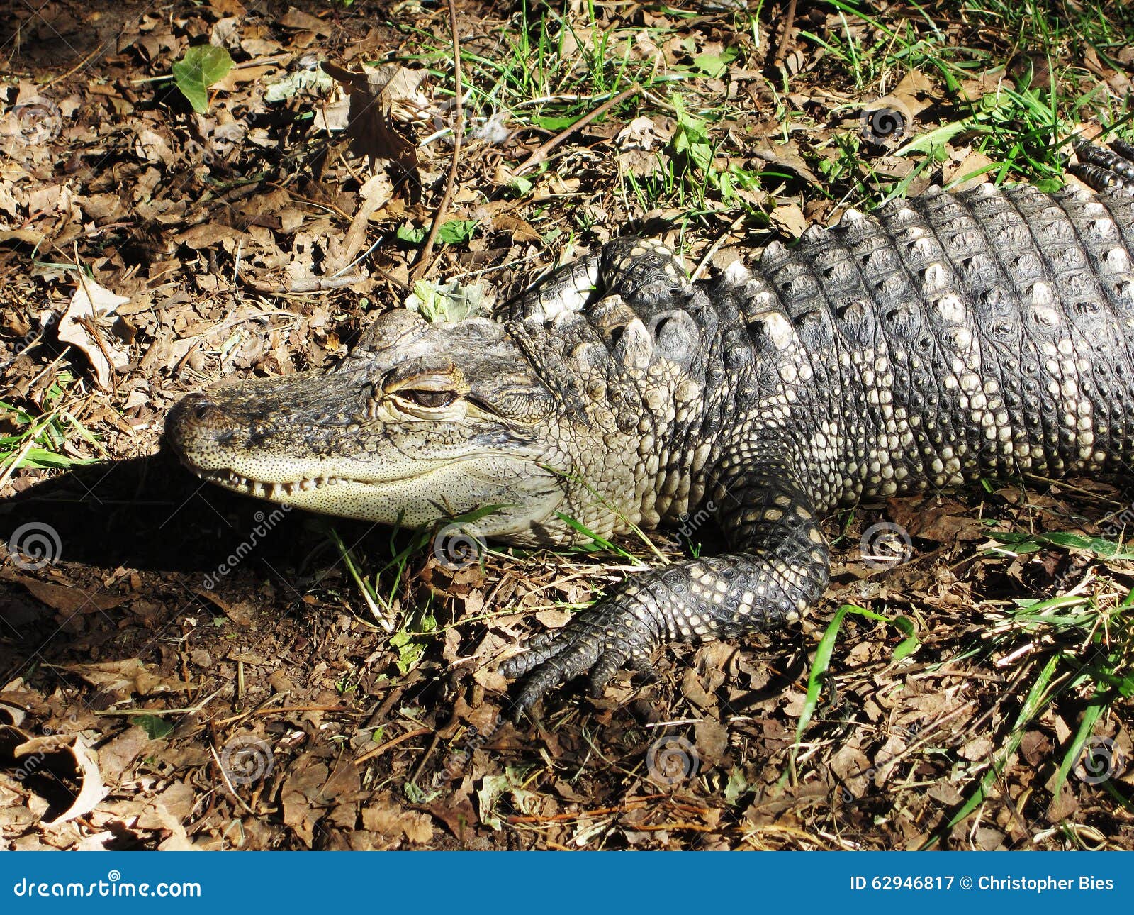Alligator Preparing To Strike Stock Image - Image of leaves, grey: 62946817