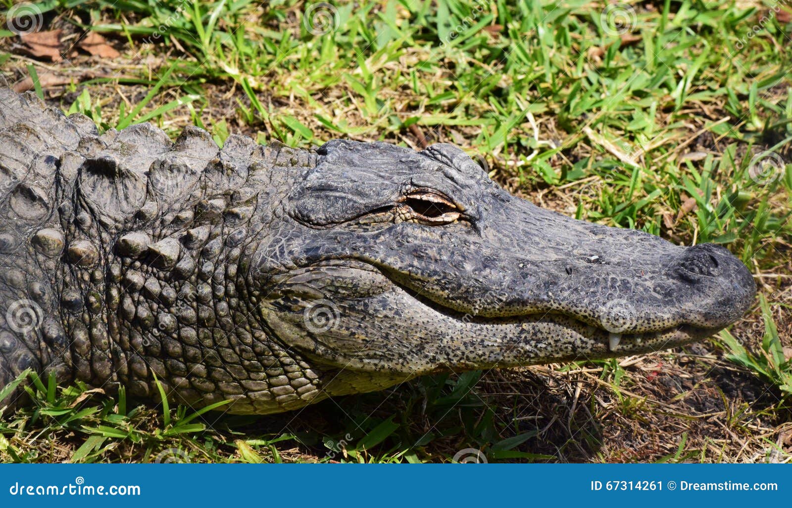 Alligator profile portrait stock image. Image of lizard - 67314261