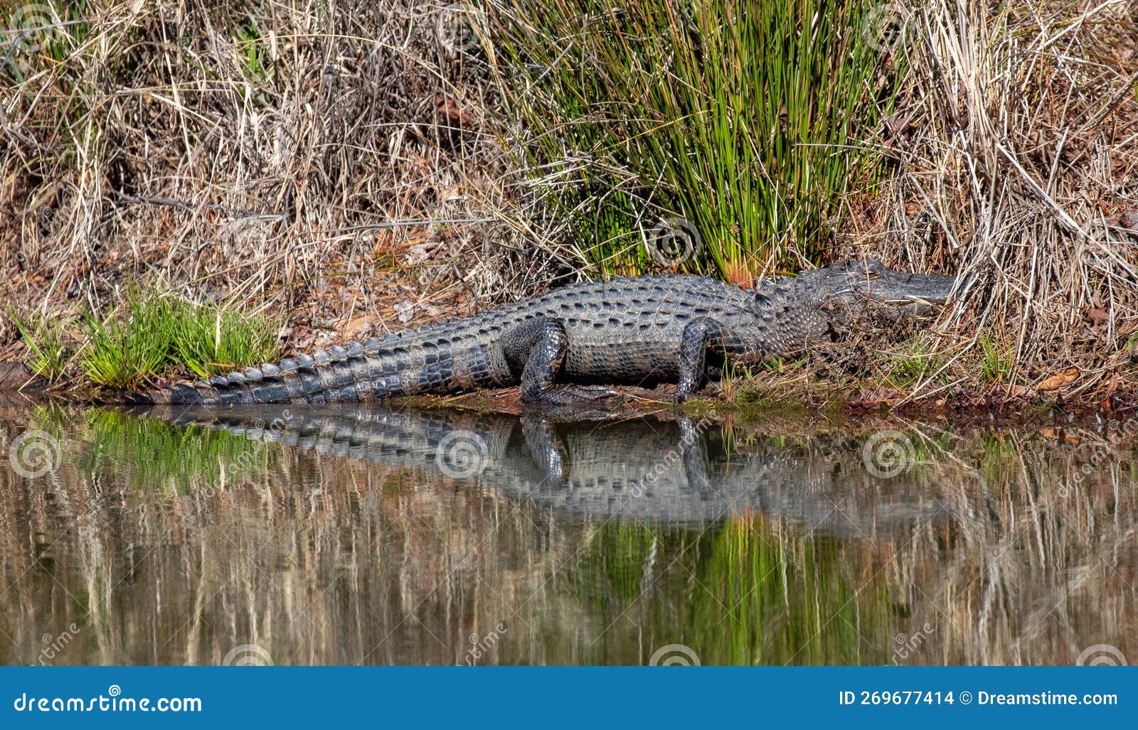 Alligator Reflection in a Pond Stock Photo - Image of turtle, nature ...