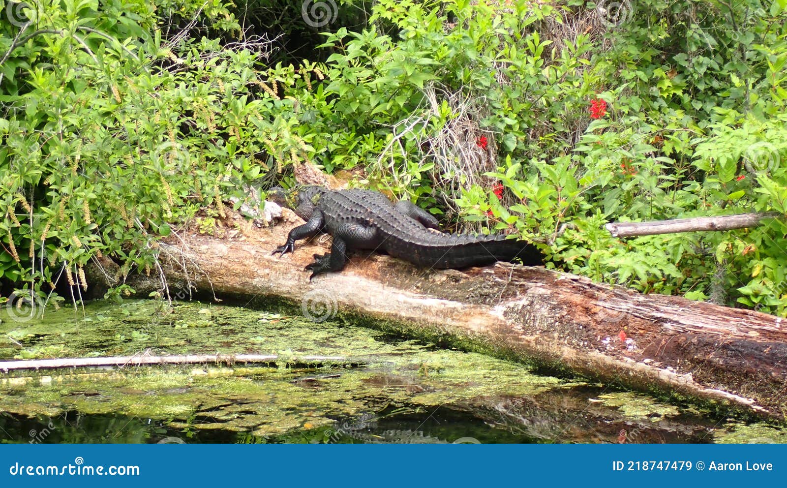 Alligator Relaxing on a Log Stock Image - Image of lizard, swamp: 218747479