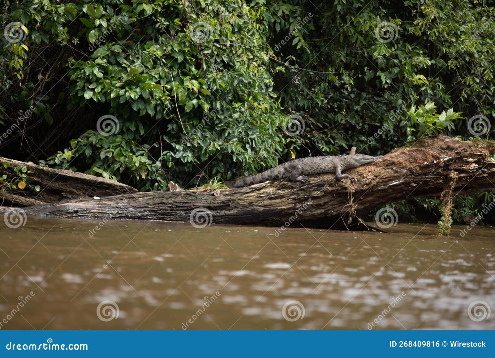 Alligator Reptile Resting on a Tree Branch on the Beach with Trees by ...