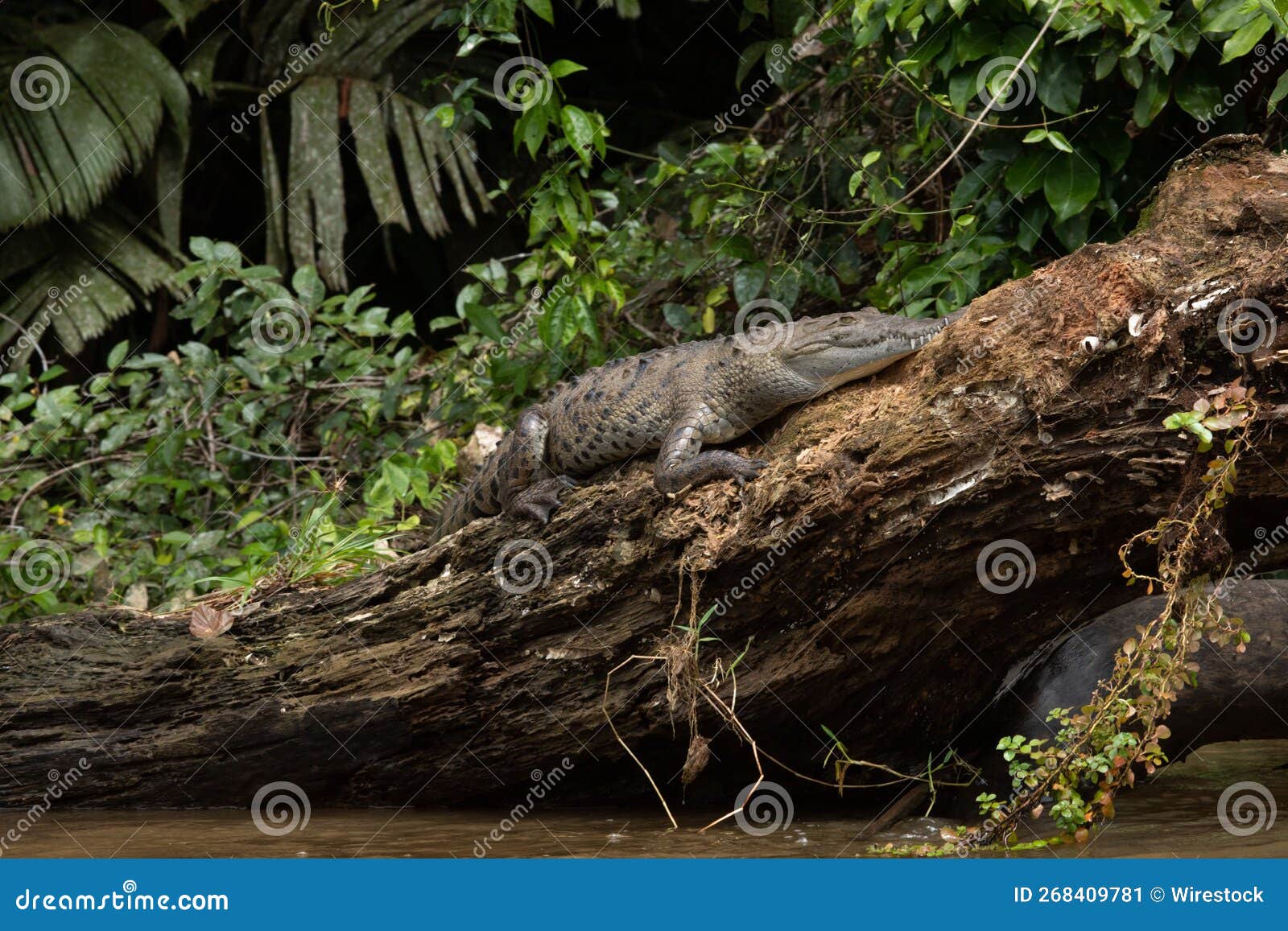 Alligator Reptile Resting on a Tree Branch in Water in the Forest Stock ...