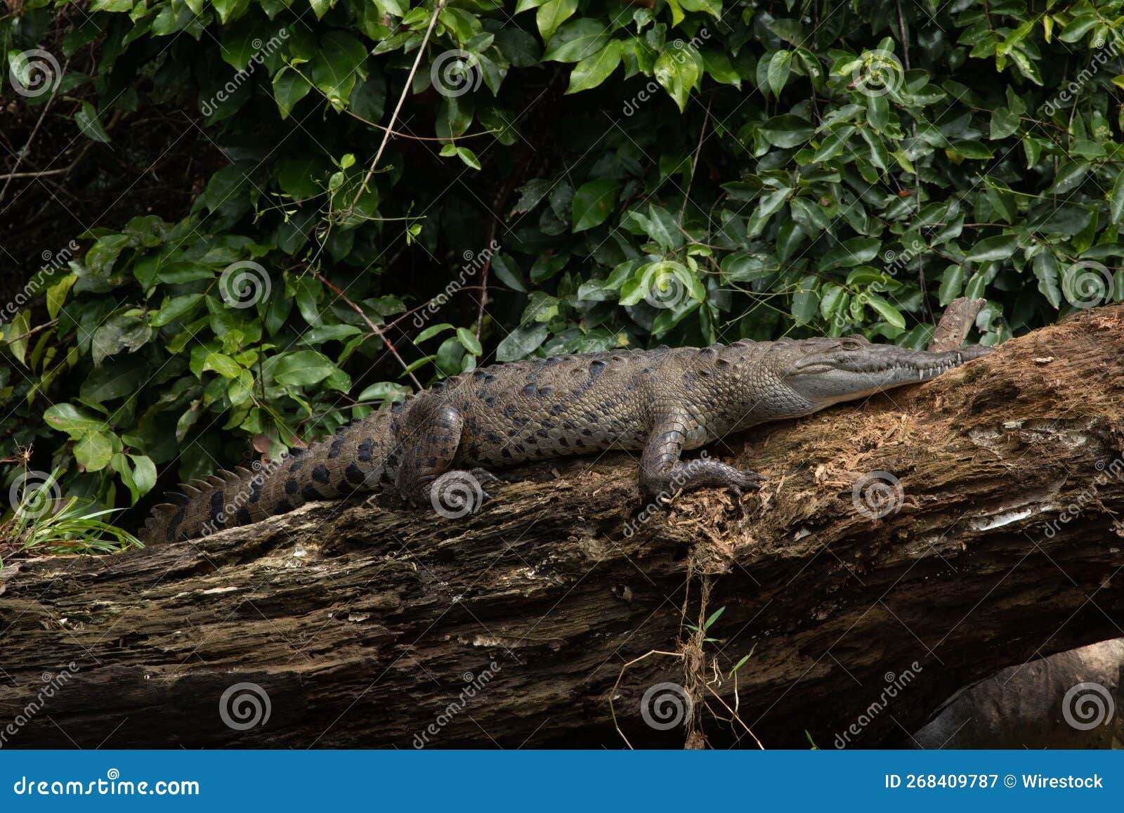 Alligator Reptile Resting on a Tree Branch in Water in the Forest ...
