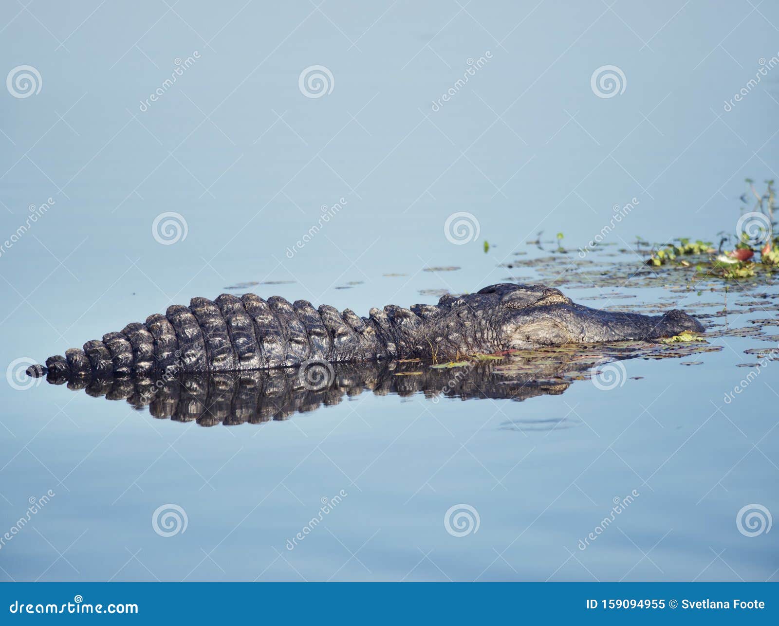 Alligator Resting in Calm Water Stock Image - Image of nature ...