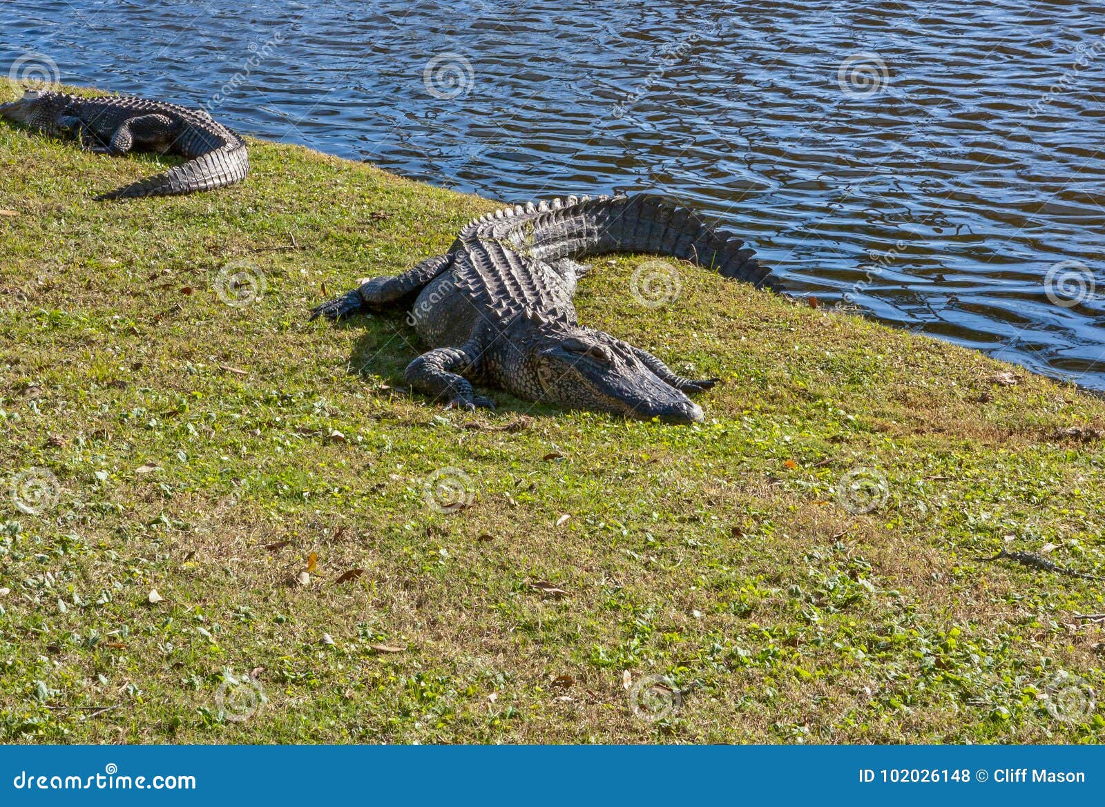 ALLIGATOR RESTING in the SUN Stock Photo - Image of background, taking ...