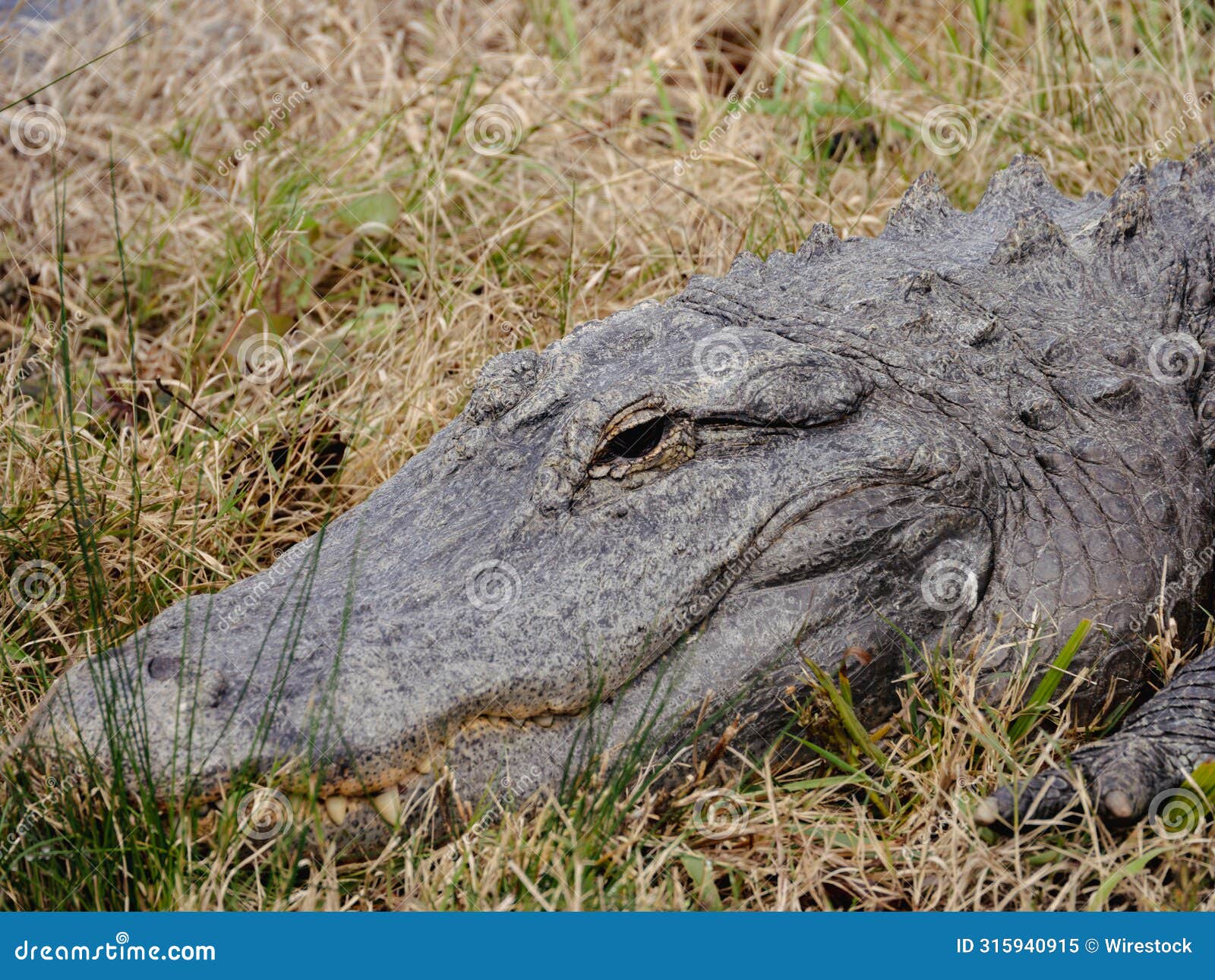 Alligator Resting in Grass and Weeds on the Ground Stock Image - Image ...