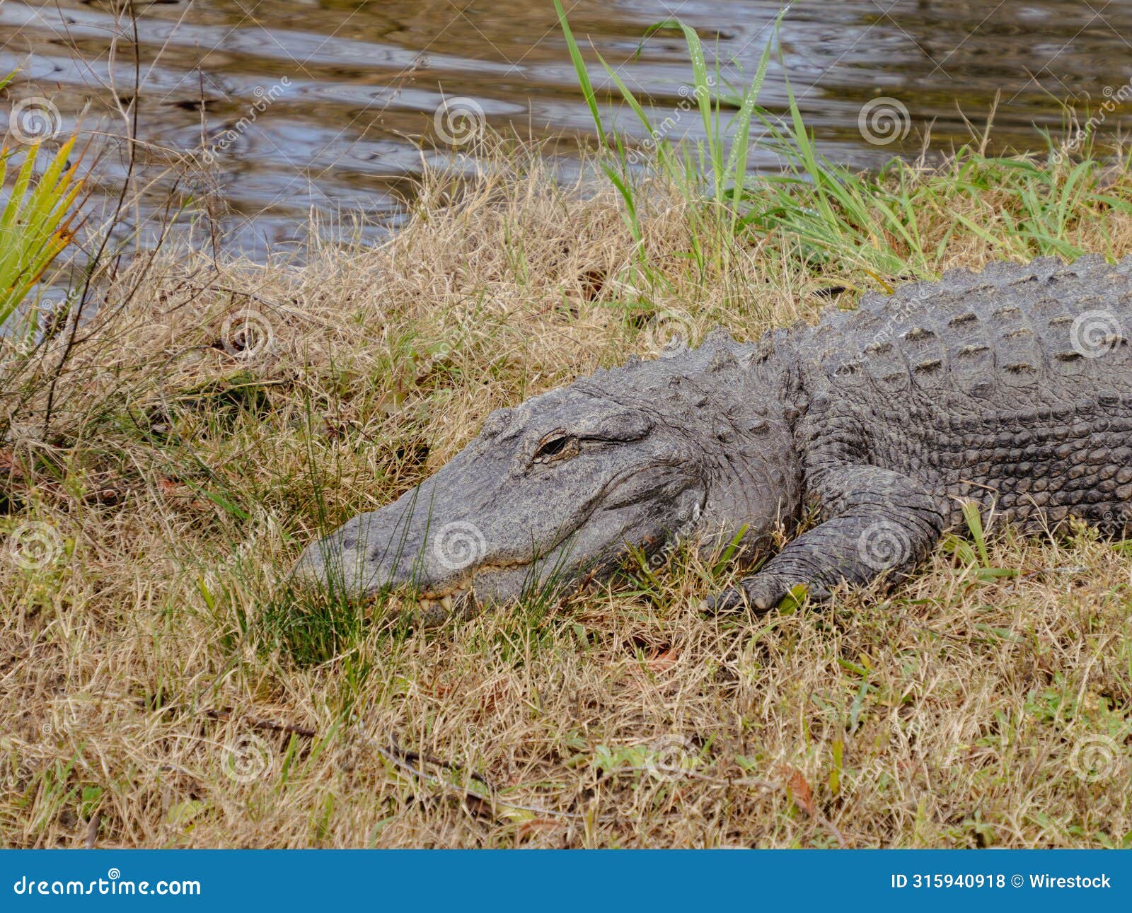 Alligator Resting in Grass and Weeds on the Ground Stock Photo - Image ...