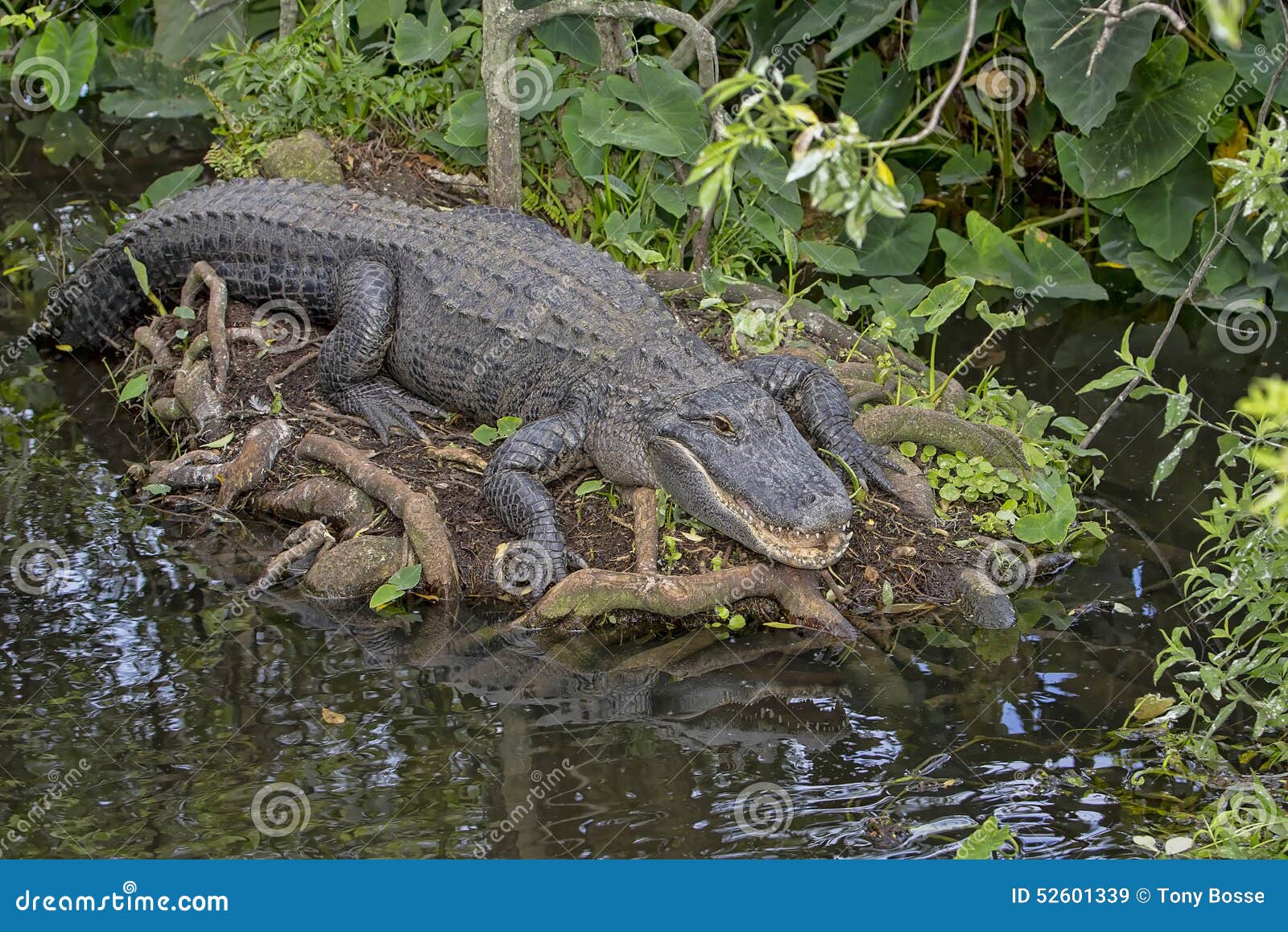 Alligator stock image. Image of environment, animal, wildlife - 52601339