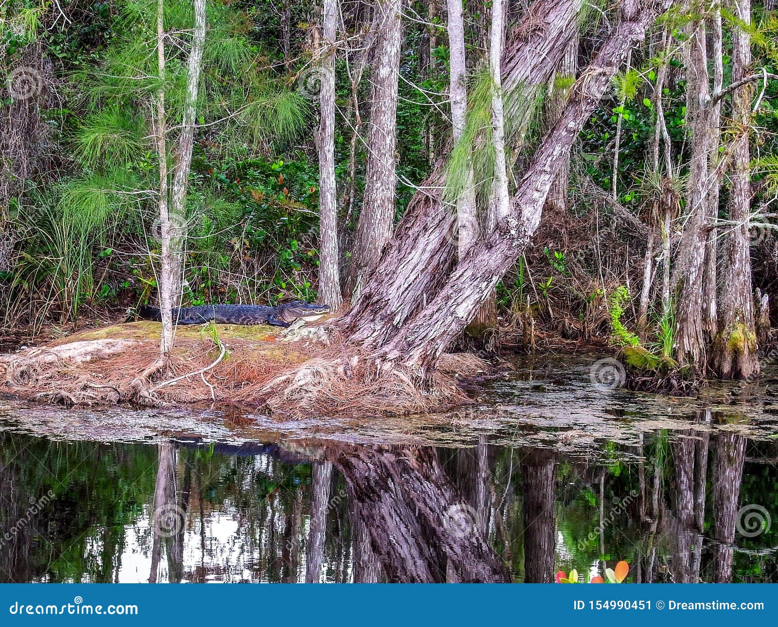 Alligator Resting on a Spot of Dry Ground in a Cypress Swamp Stock ...
